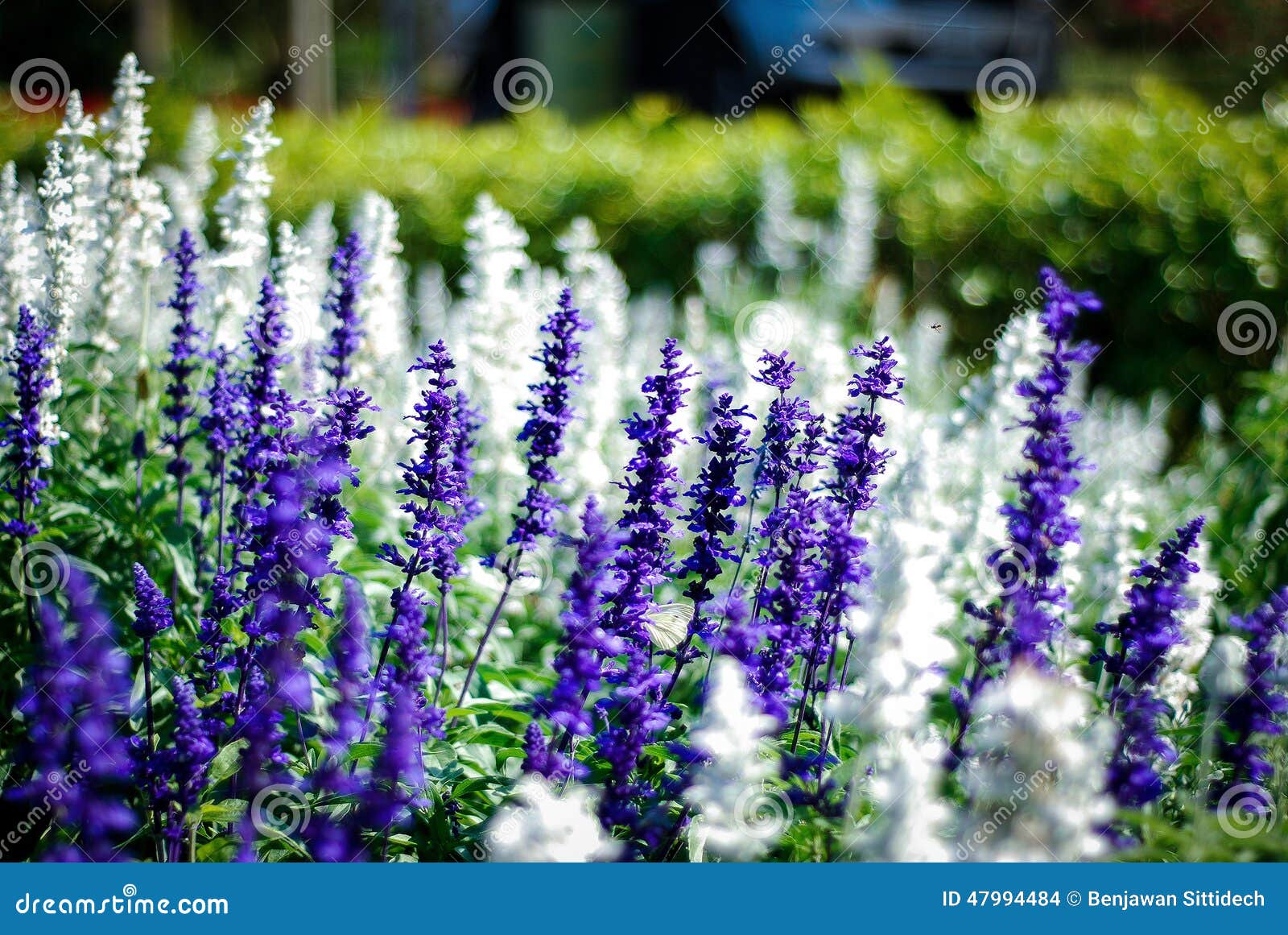 Blue Salvia flower stock photo. Image of macro, gardening - 47994484
