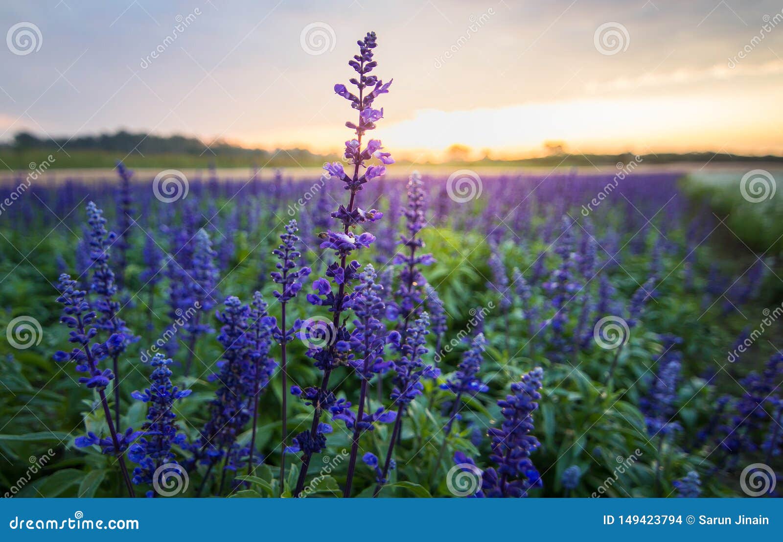 Blue salvia flower, stock photo. Image of perennial - 149423794
