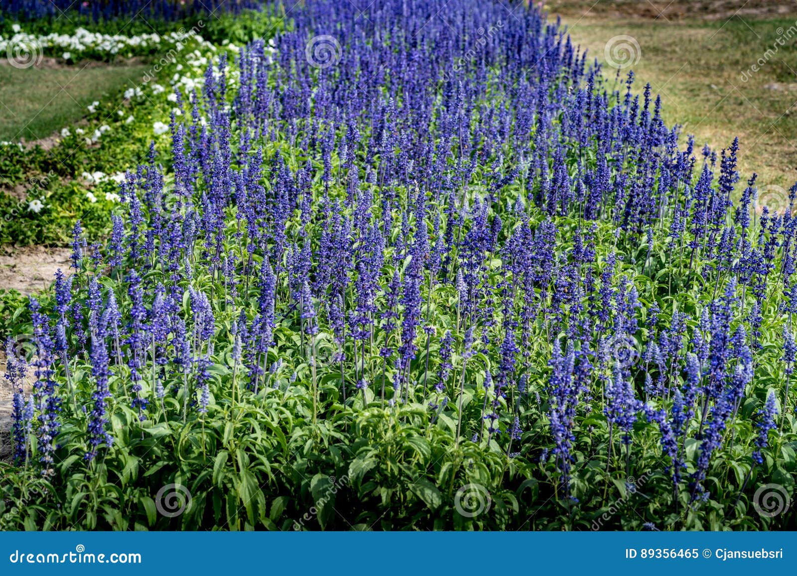 Blue salvia flowers stock image. Image of green, floral - 89356465