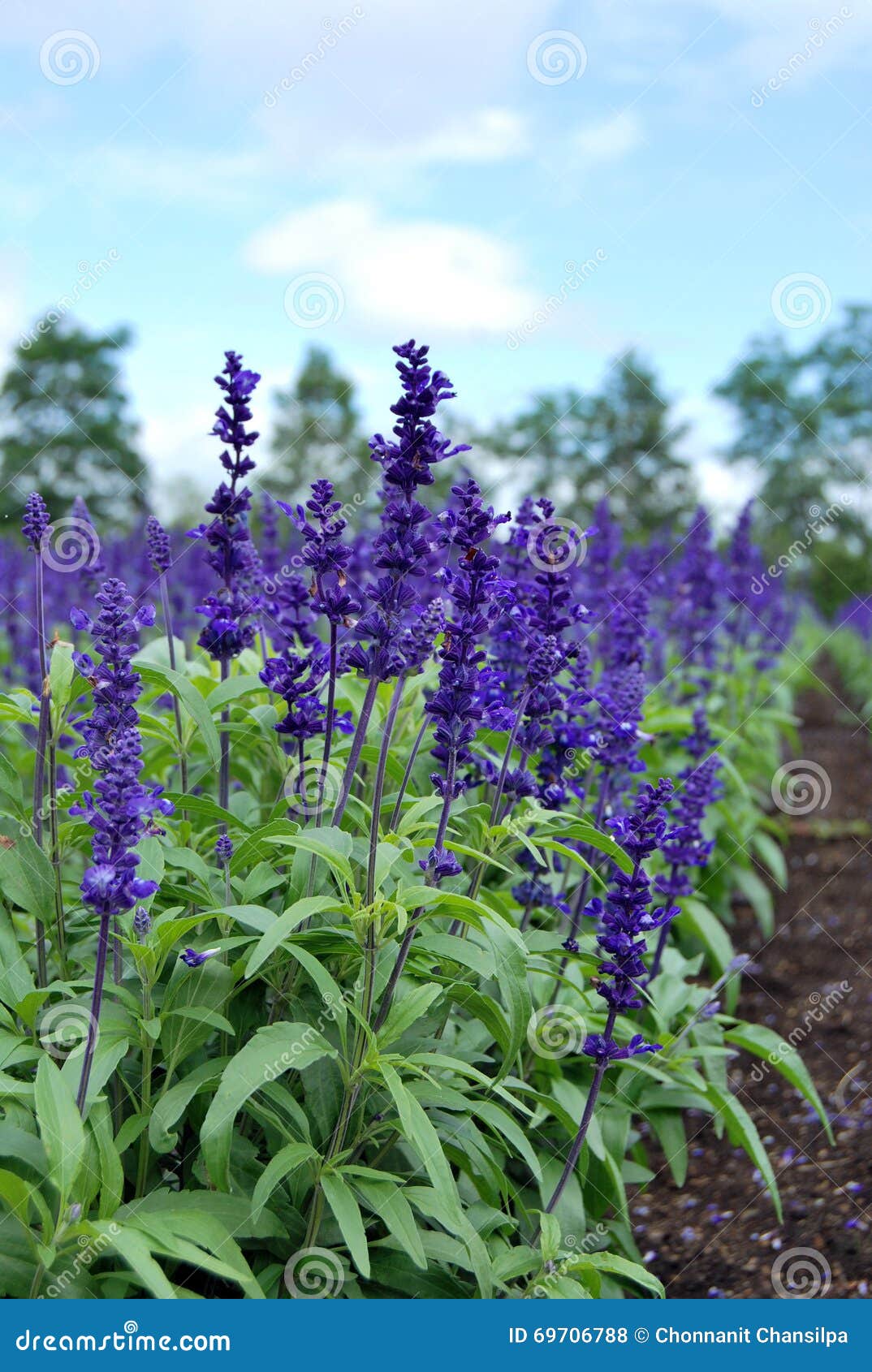 Blue salvia flowers stock photo. Image of plant, salvia - 69706788