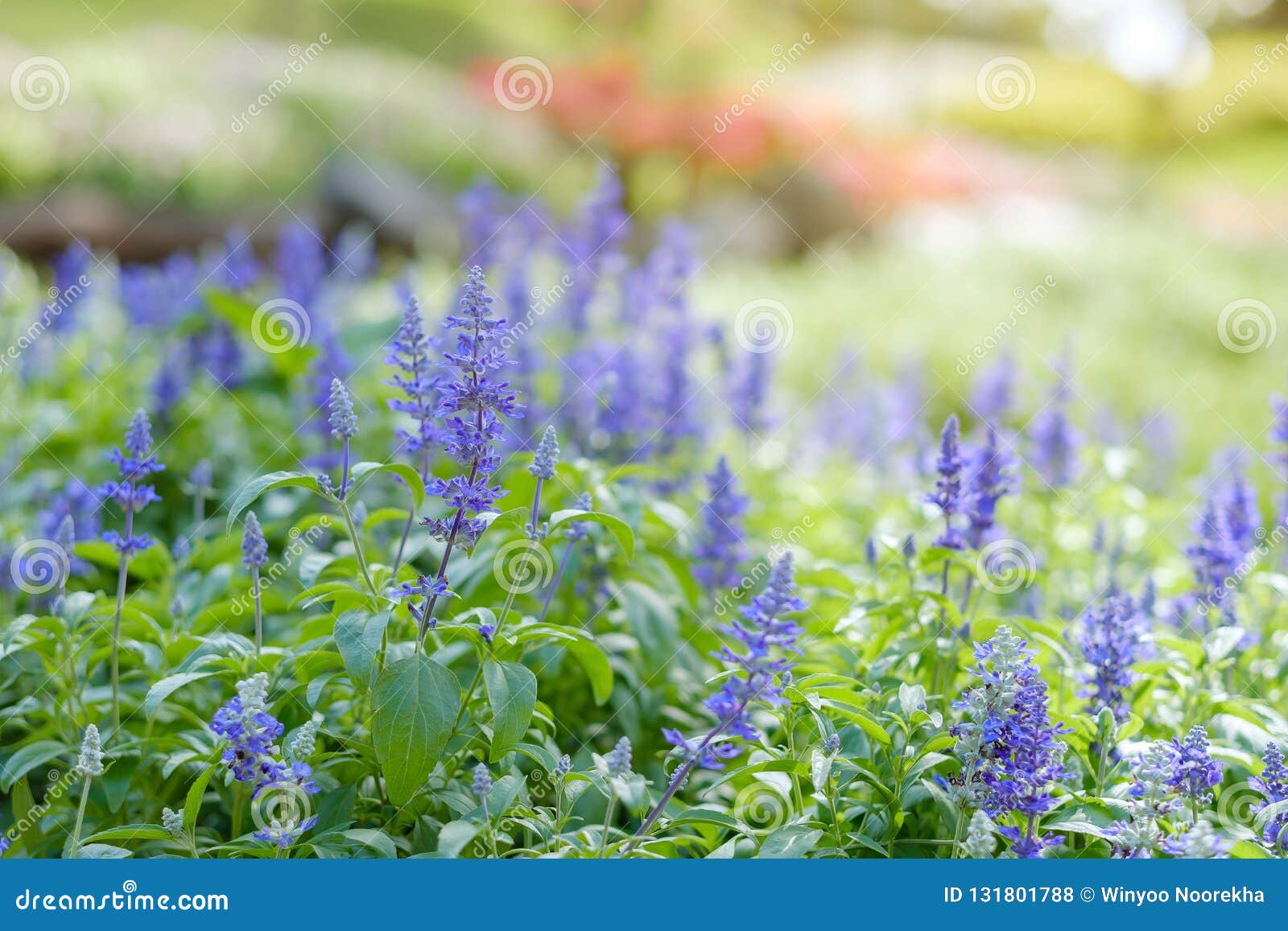 Blue salvia in garden stock photo. Image of bloom, color - 131801788
