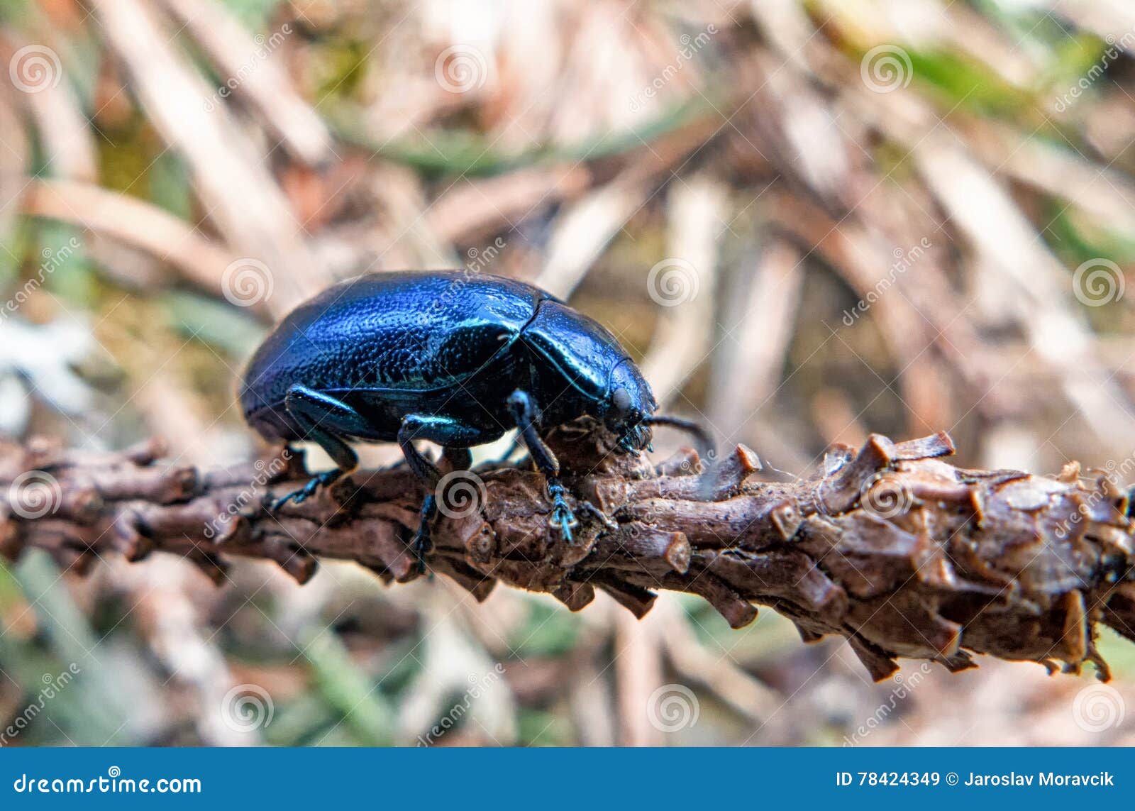 Blue Scarab Isolated On Light Background. Ancient Sacred Insect ...