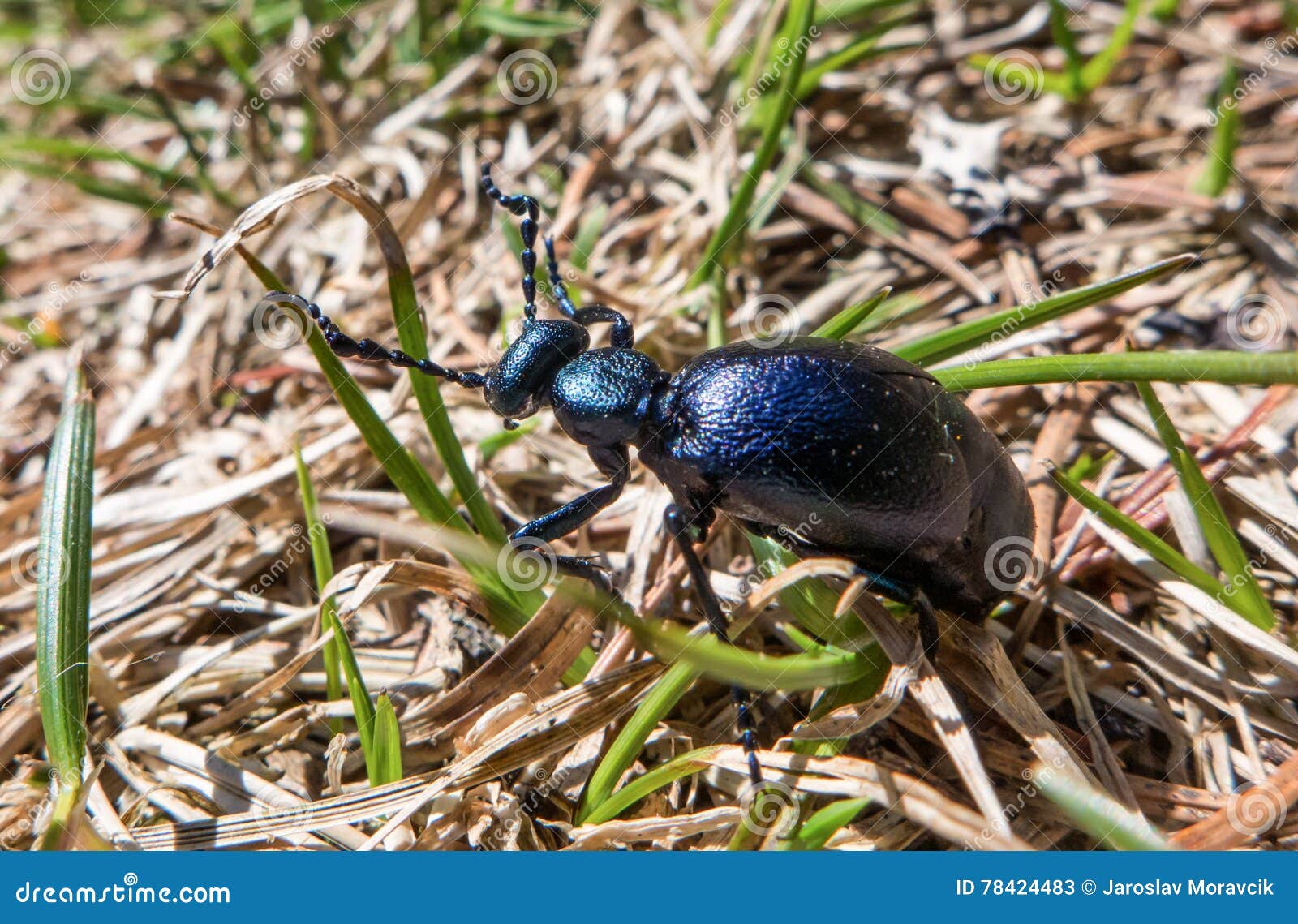 Blue Scarab Isolated On Light Background. Ancient Sacred Insect ...