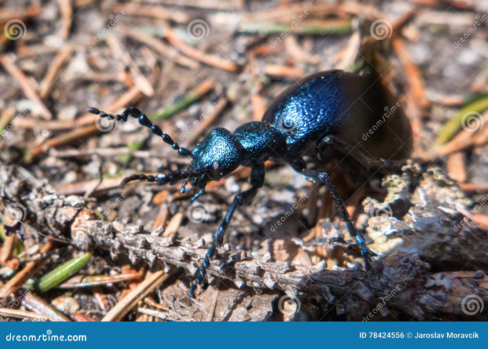 Blue Scarab Isolated On White Background. Ancient Sacred Insect ...