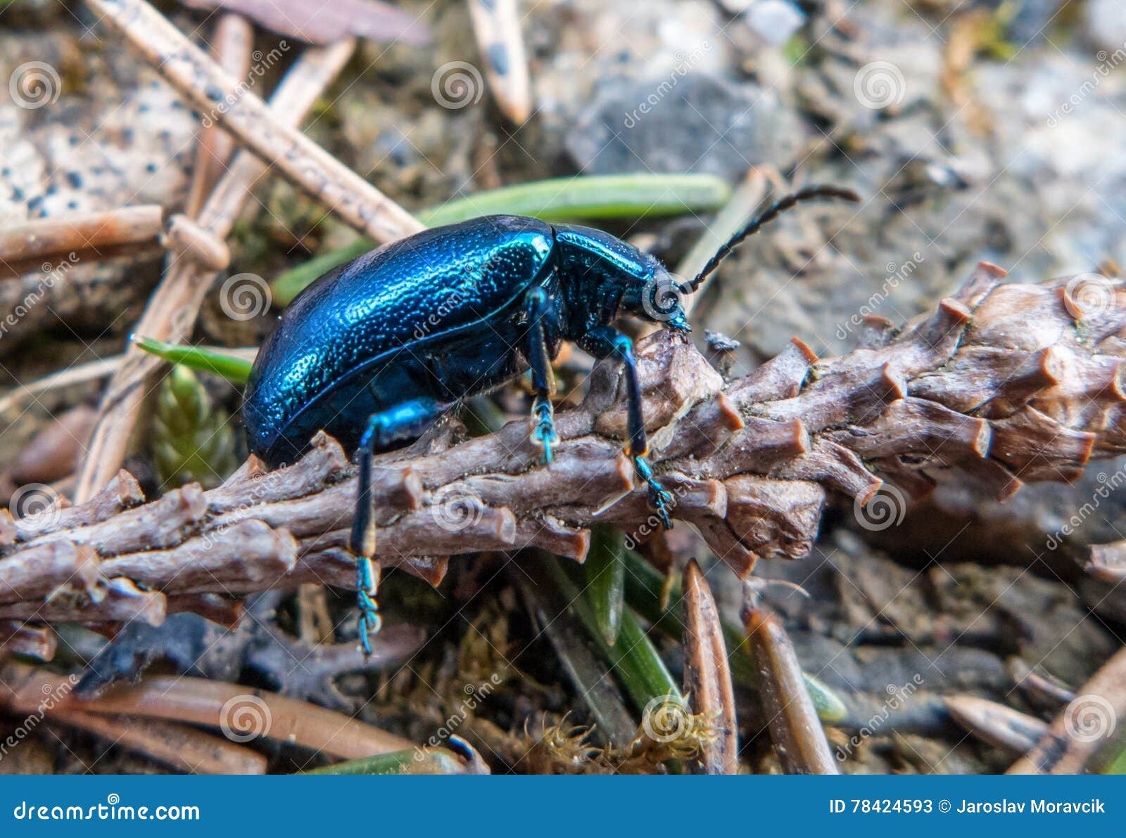 Blue Scarab Isolated On White Background. Ancient Sacred Insect ...