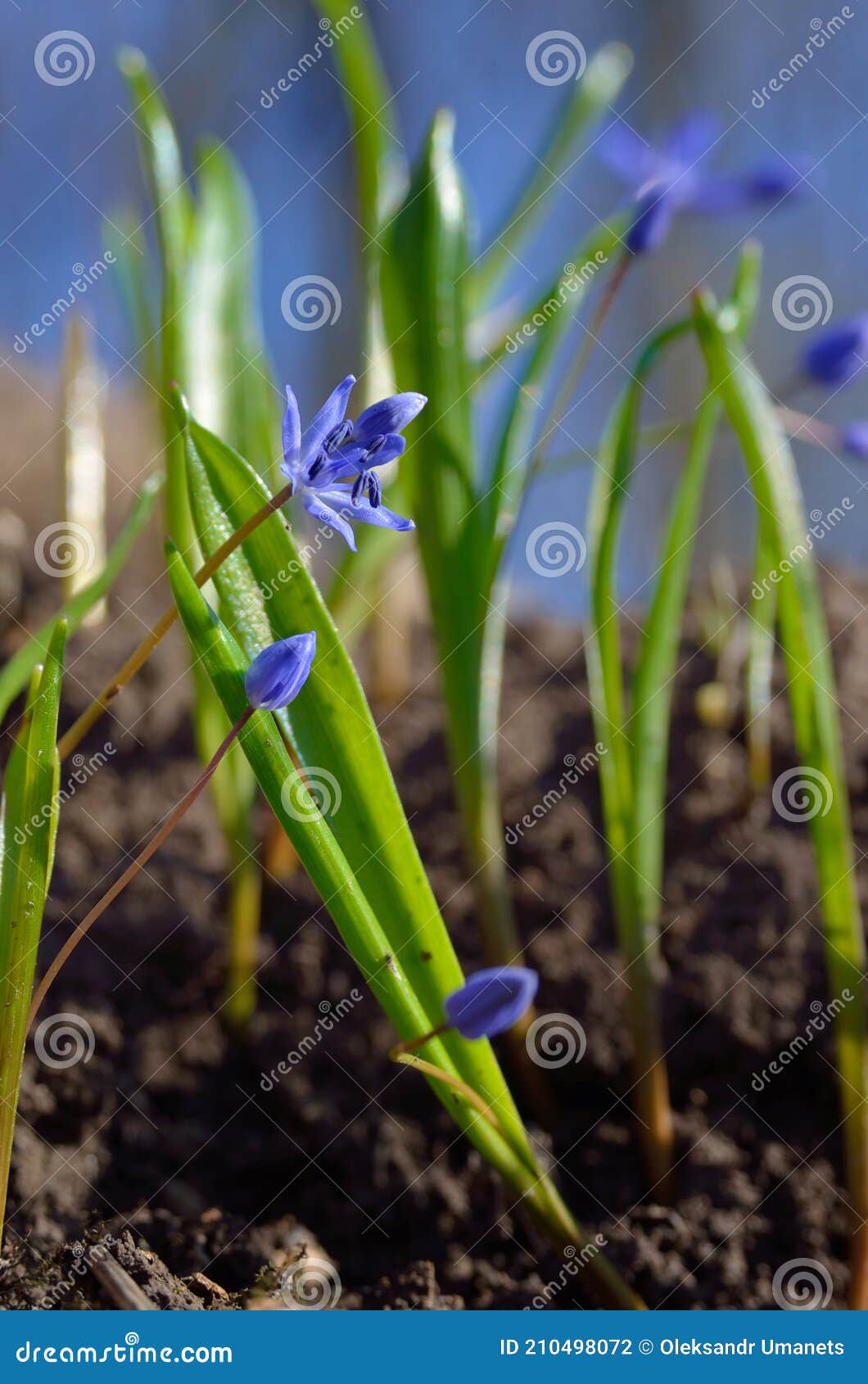 Blue Scilla Bifolia Blooms in Early Spring in the Forest Stock Photo ...