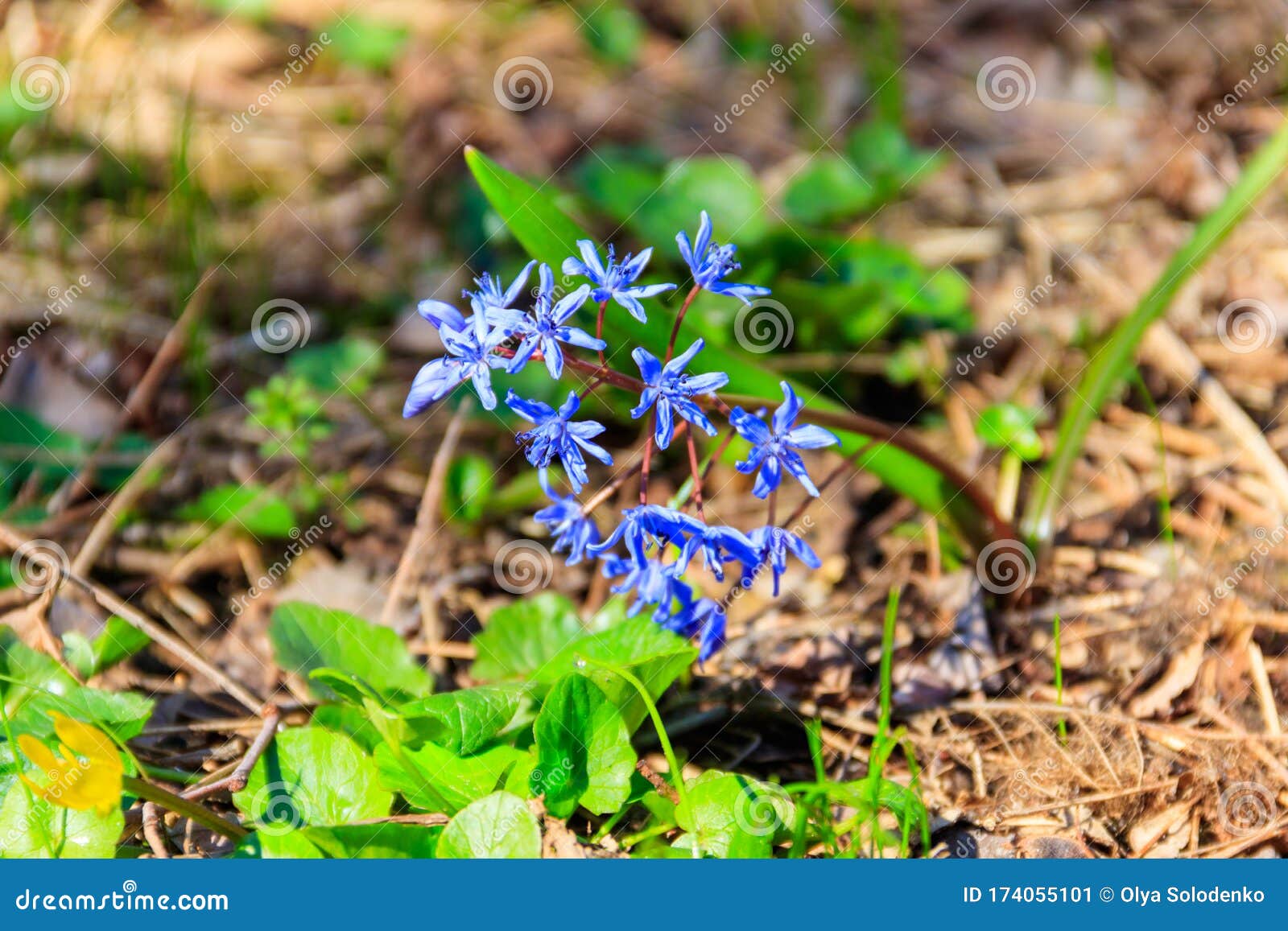 Blue Scilla Flower Scilla Bifolia or Squill in Forest on Spring Stock ...