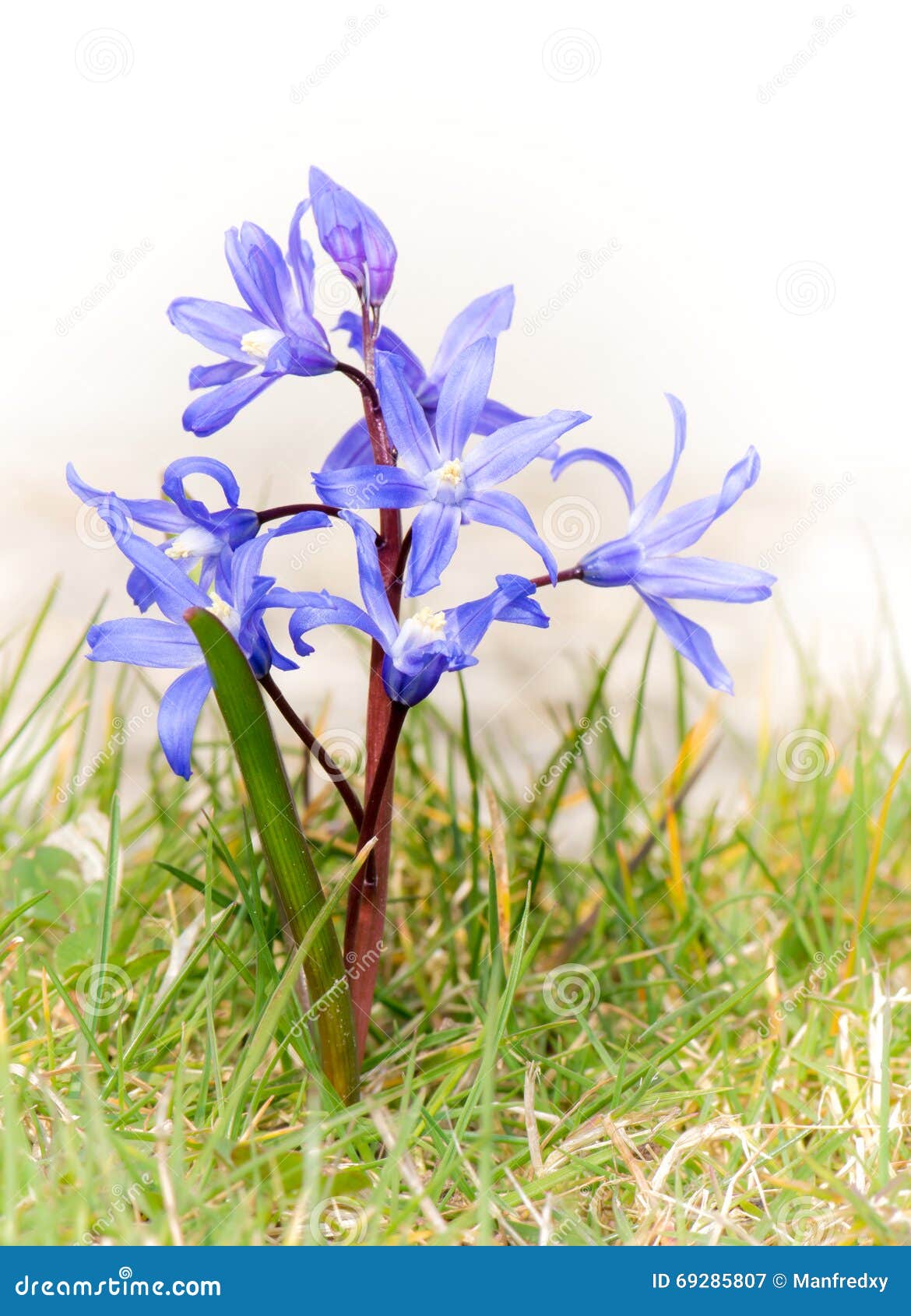 Blue Scilla Flower in the Grass Stock Image - Image of floral, petal ...
