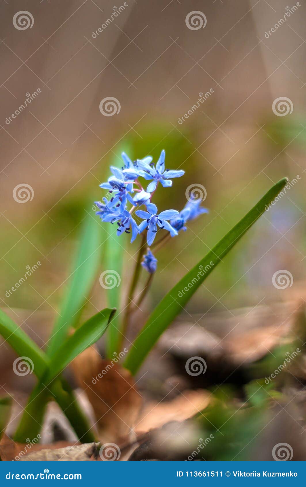 Background of Blooming Spring Flowers Scilla. Stock Image - Image of ...