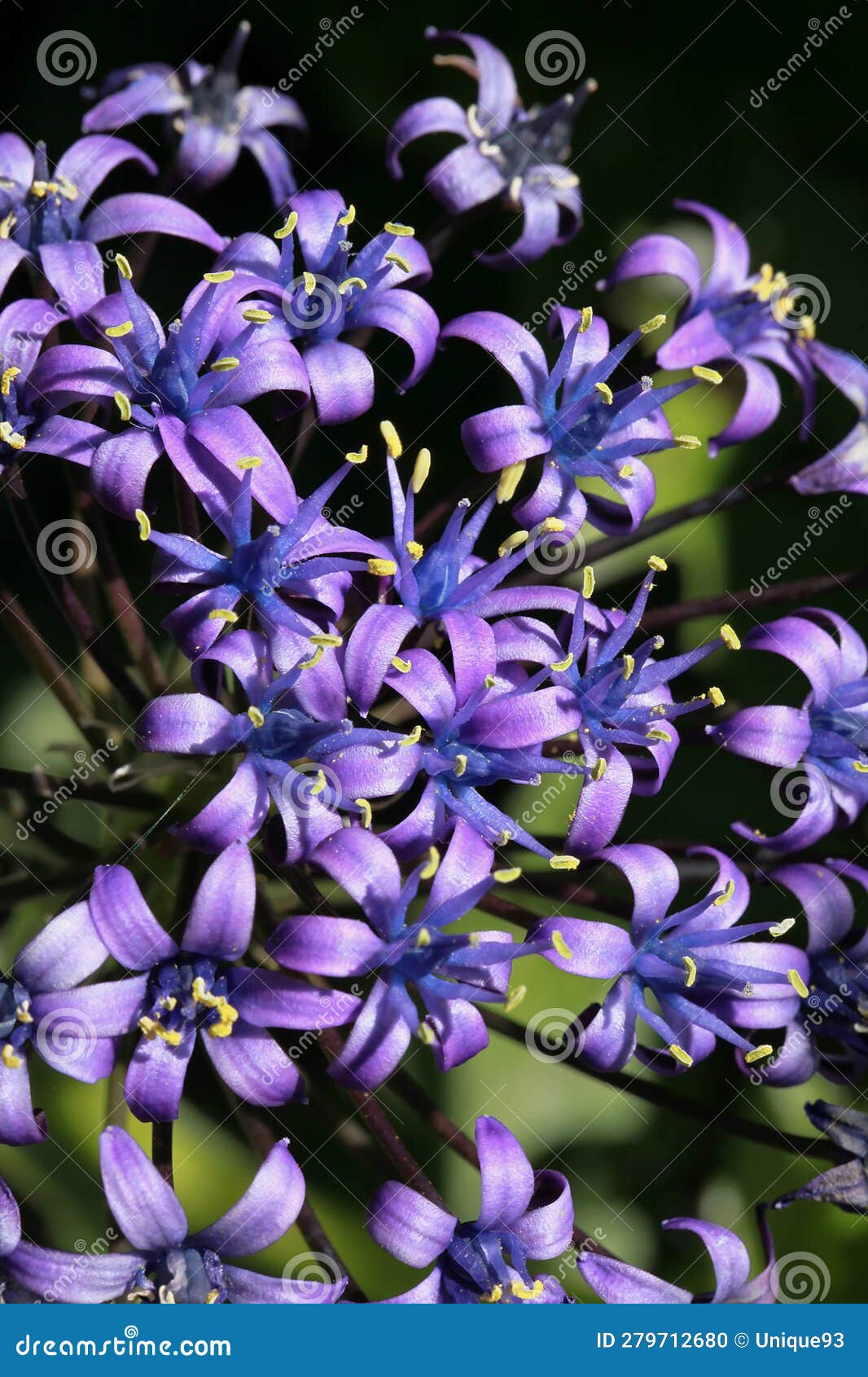 Blue Scilla Peruviana Flower Stock Photo - Image of peruvian, spring ...