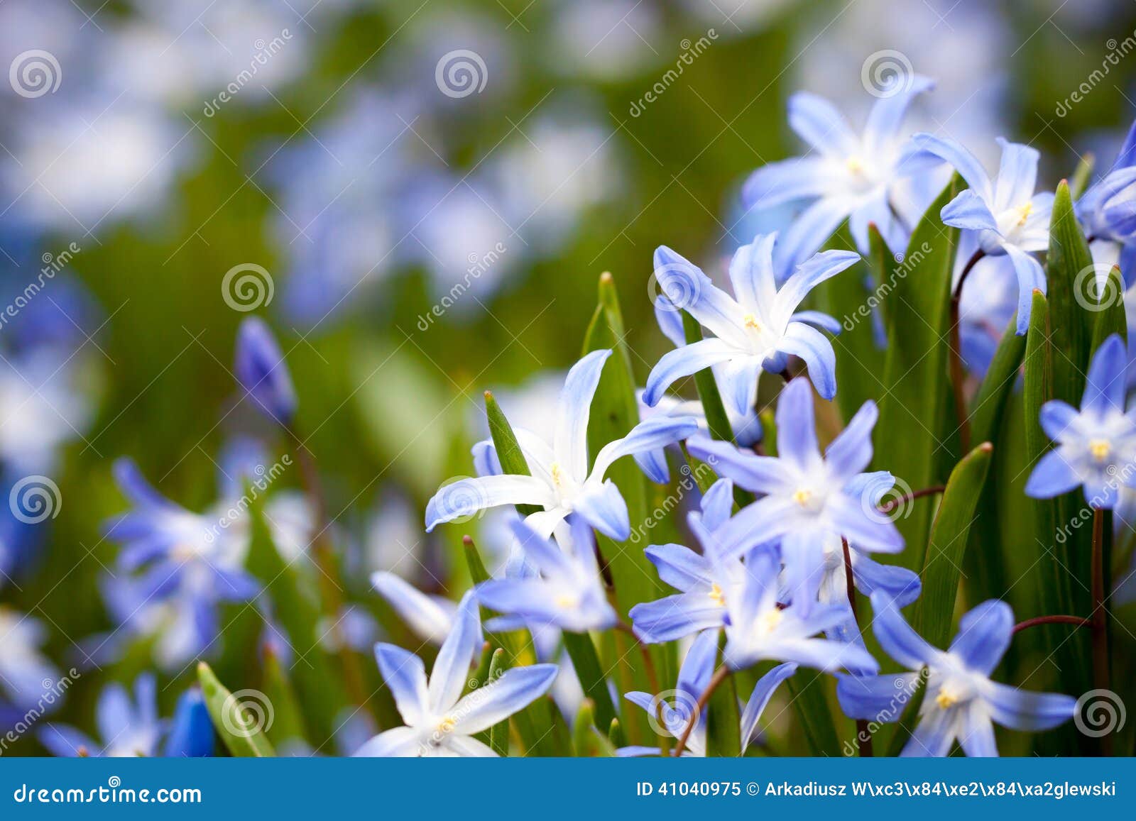 Blue Scilla siberica stock image. Image of flowers, soil - 41040975
