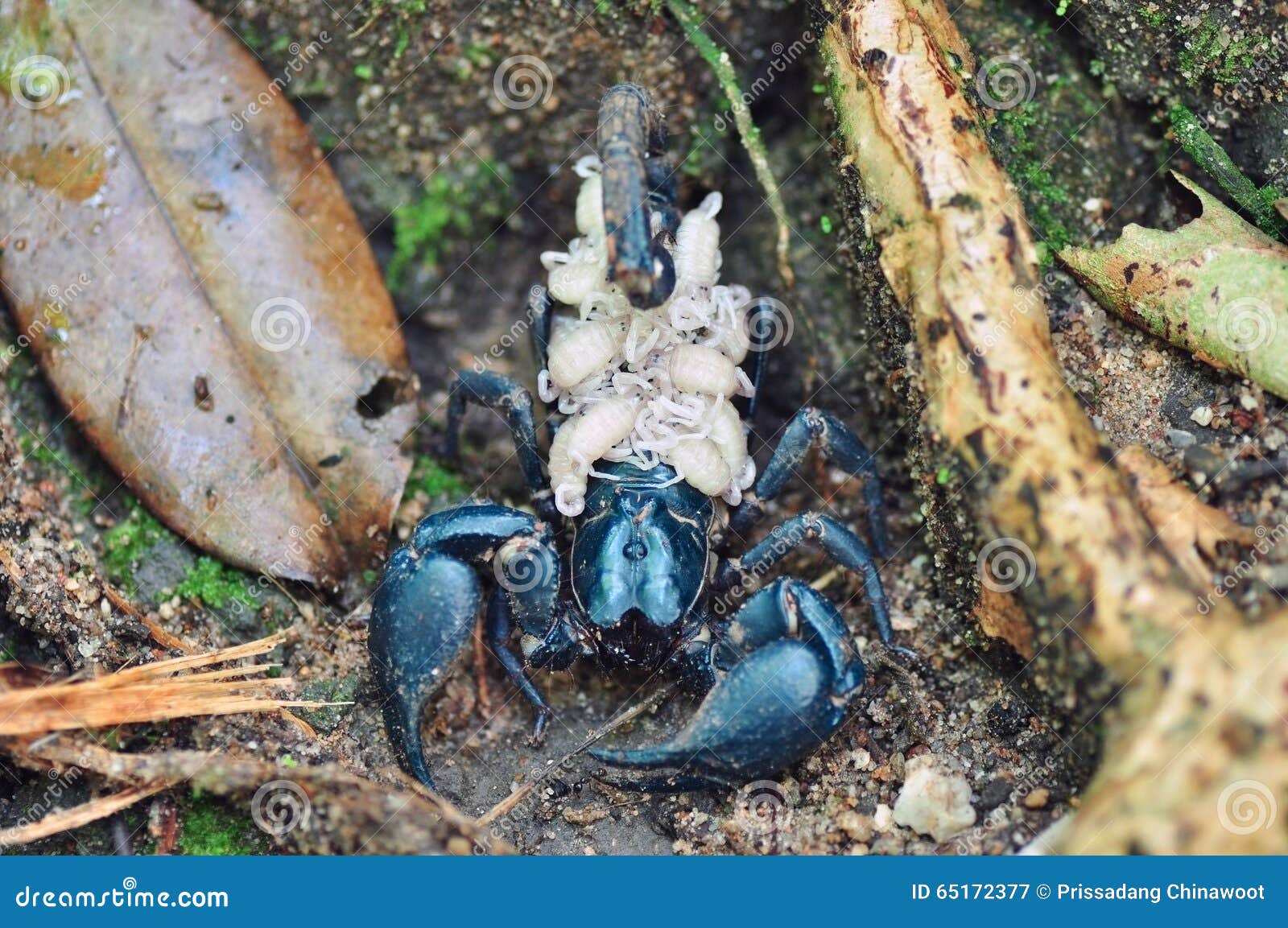 Blue scorpions stock image. Image of dangerous, wildlife - 65172377