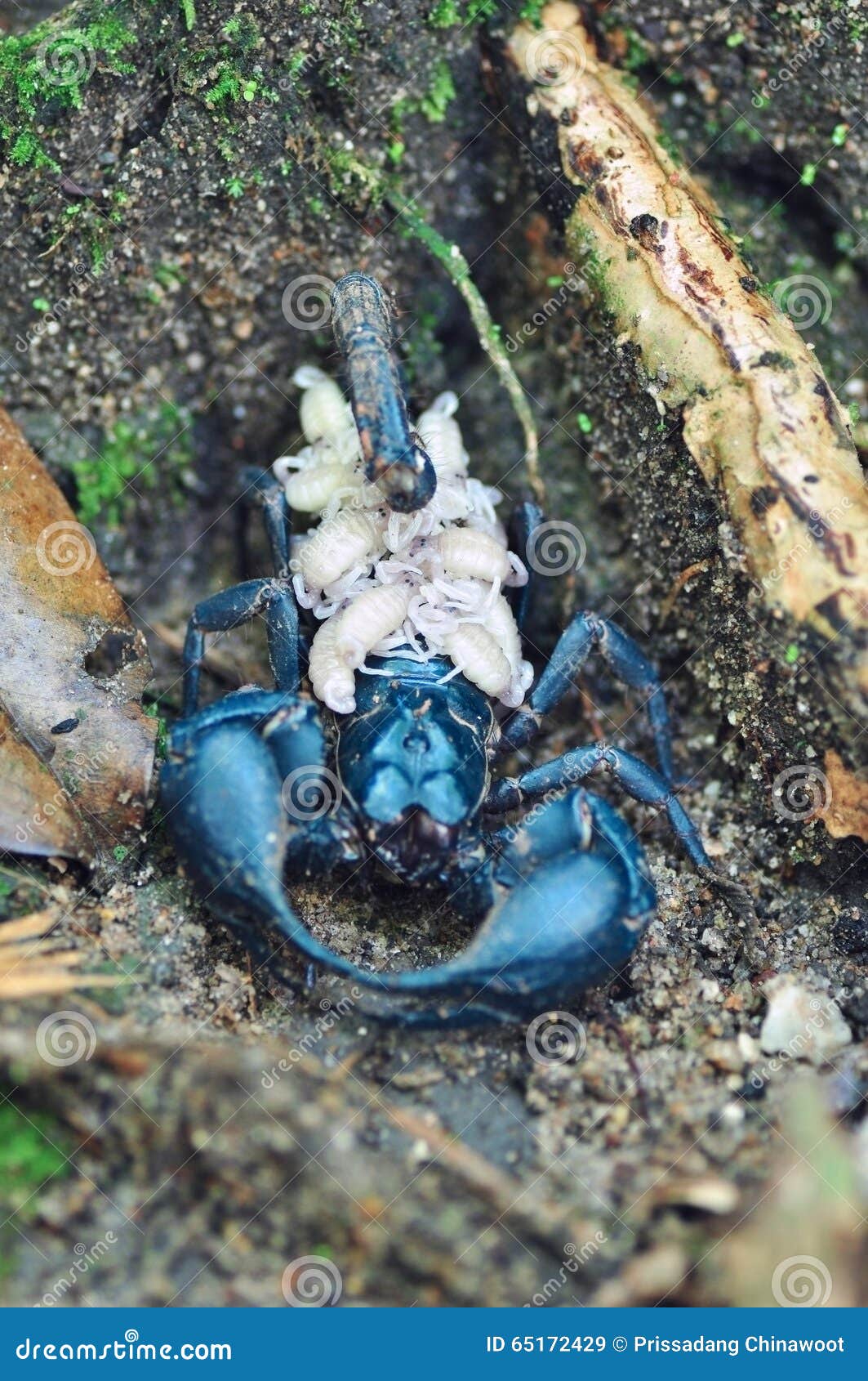 Blue scorpions stock image. Image of larva, grass, creature - 65172429