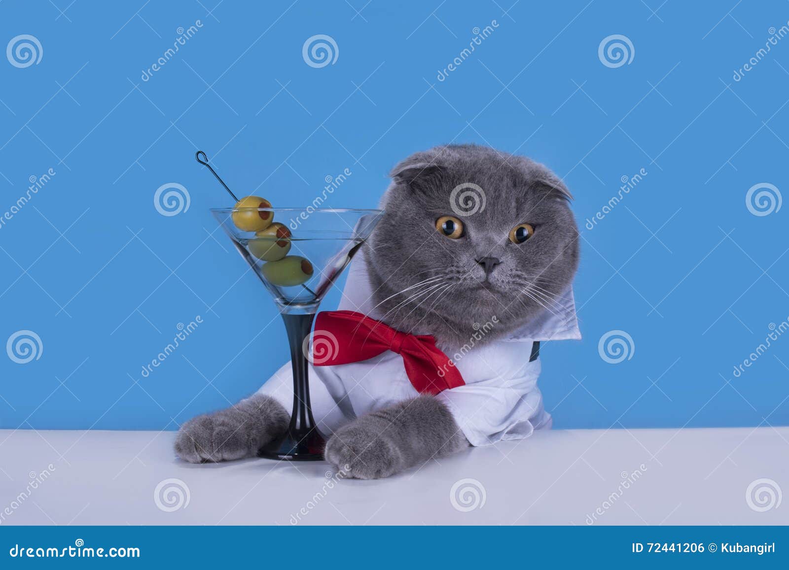 Cat Drinking Martini Stock Photos - Free & Royalty-Free Stock Photos ...