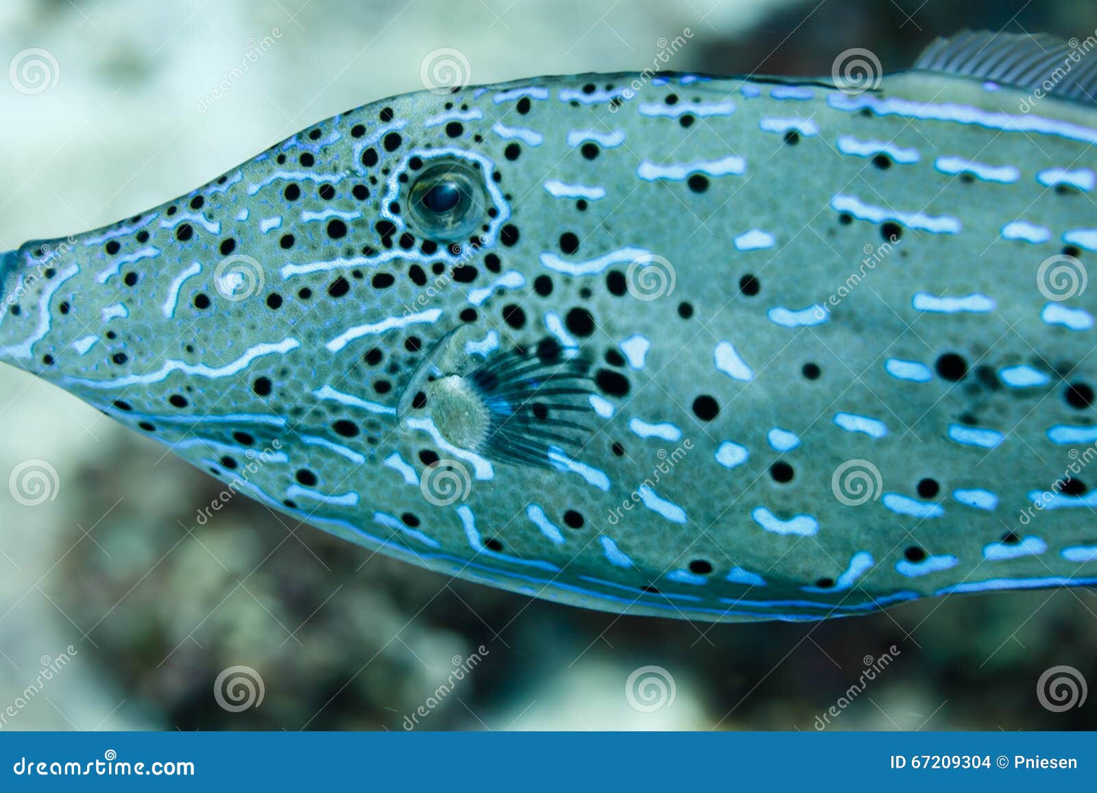 Blue Scrawled Filefish, Aluterus Scriptus, Side View of Head Stock ...