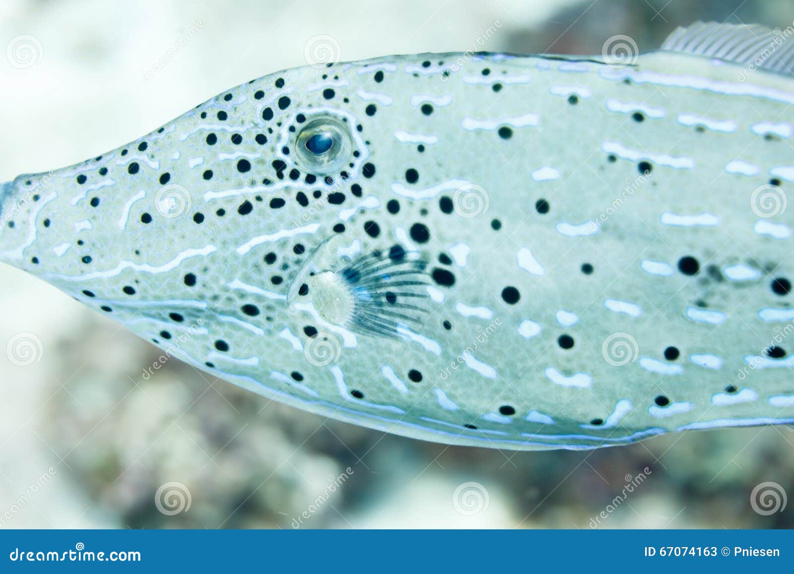 Blue Scrawled Filefish, Aluterus Scriptus, Side View of Head and Scale ...