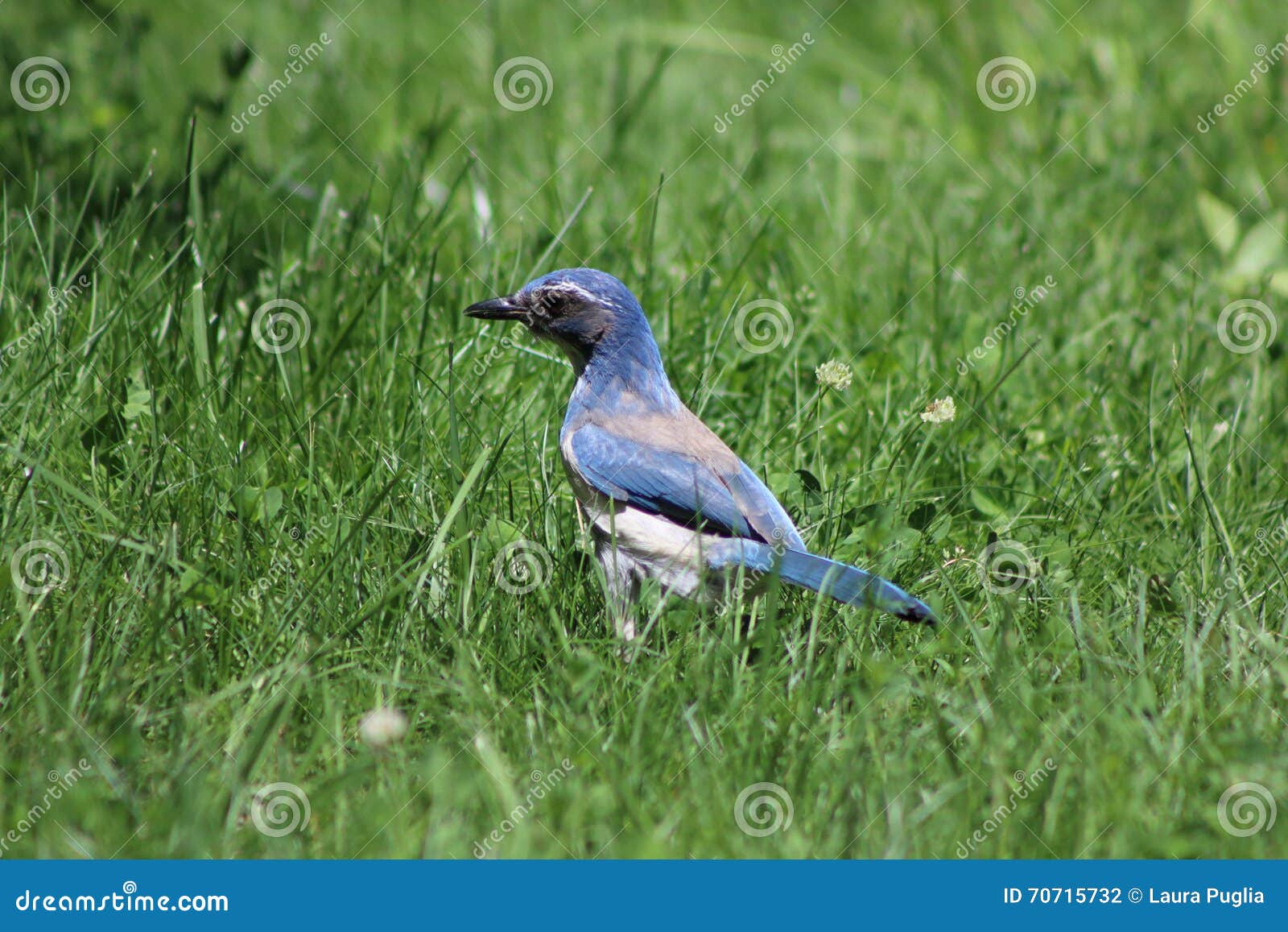 Blue scrub jay stock photo. Image of face, finch, beak - 70715732