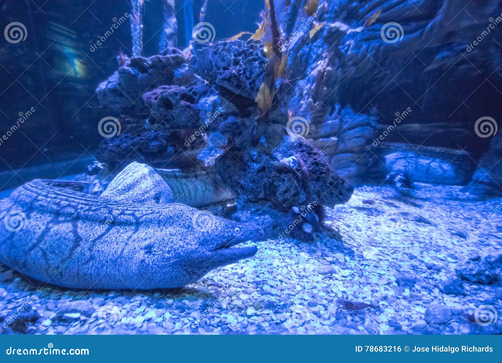 Blue sea life stock photo. Image of blue, nature, wildlife - 78683216