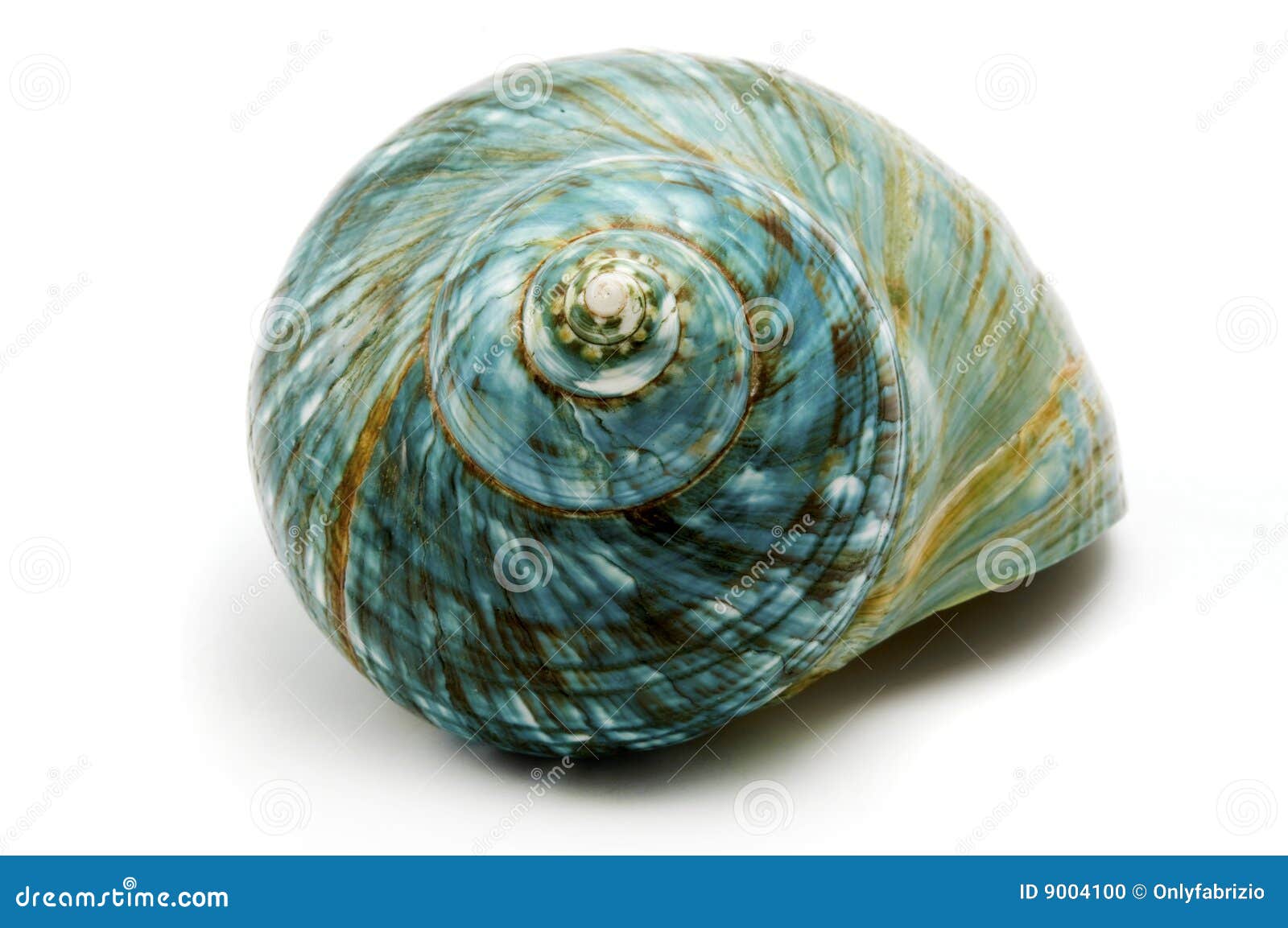 Blue Sea Shell Stock Photo - Image: 9004100