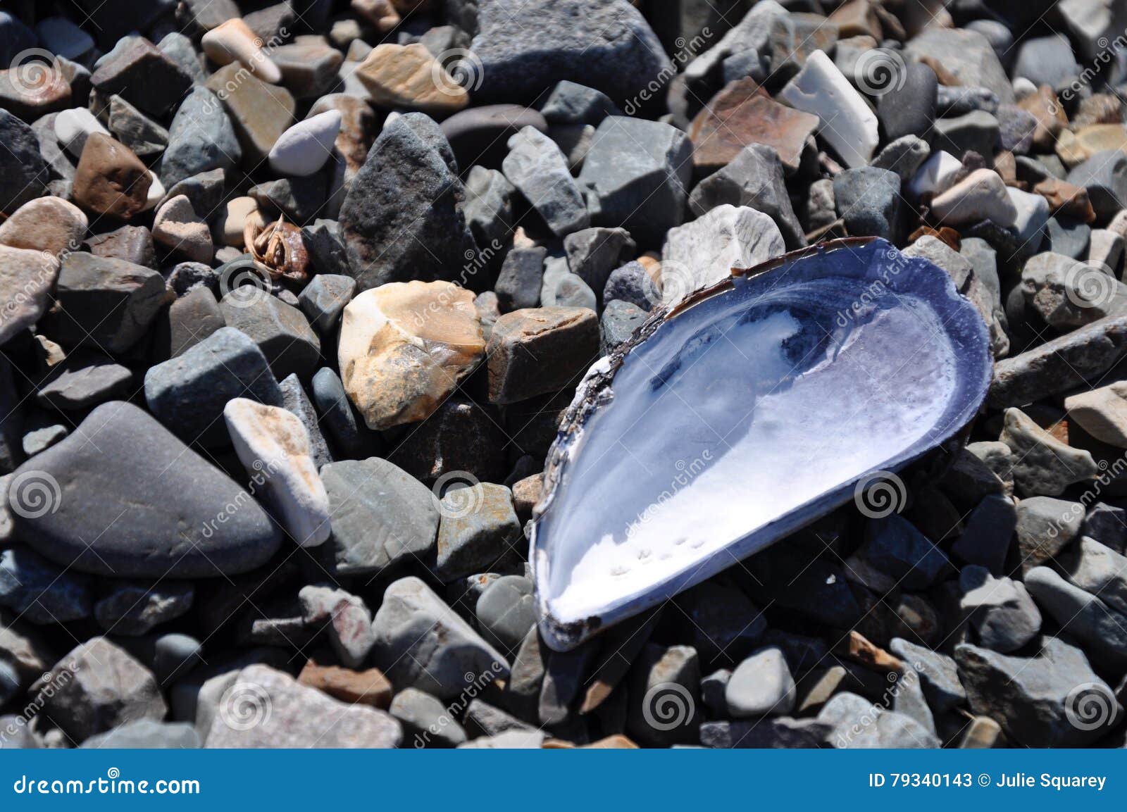 Blue Sea Shell stock image. Image of rocks, blue, ocean - 79340143