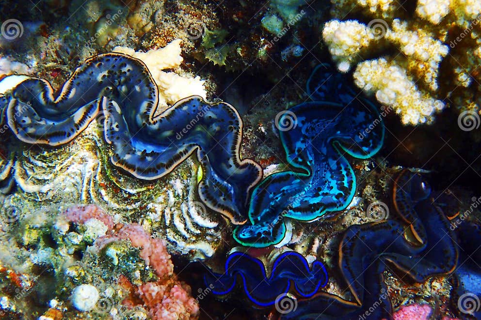 Blue sea shell stock image. Image of nature, hand, beach - 350391527