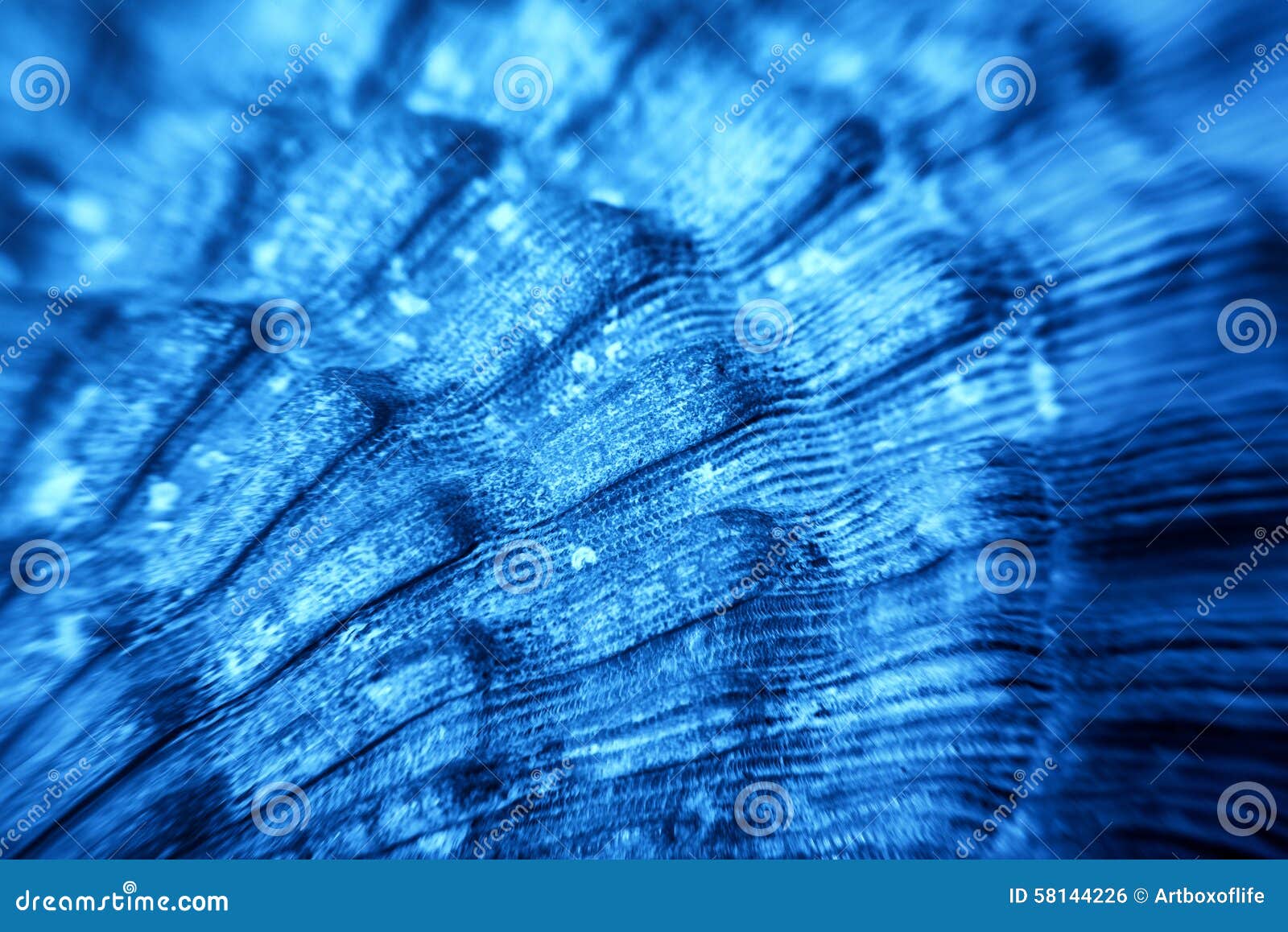 Blue Sea shell texture stock photo. Image of cerastoderma - 58144226