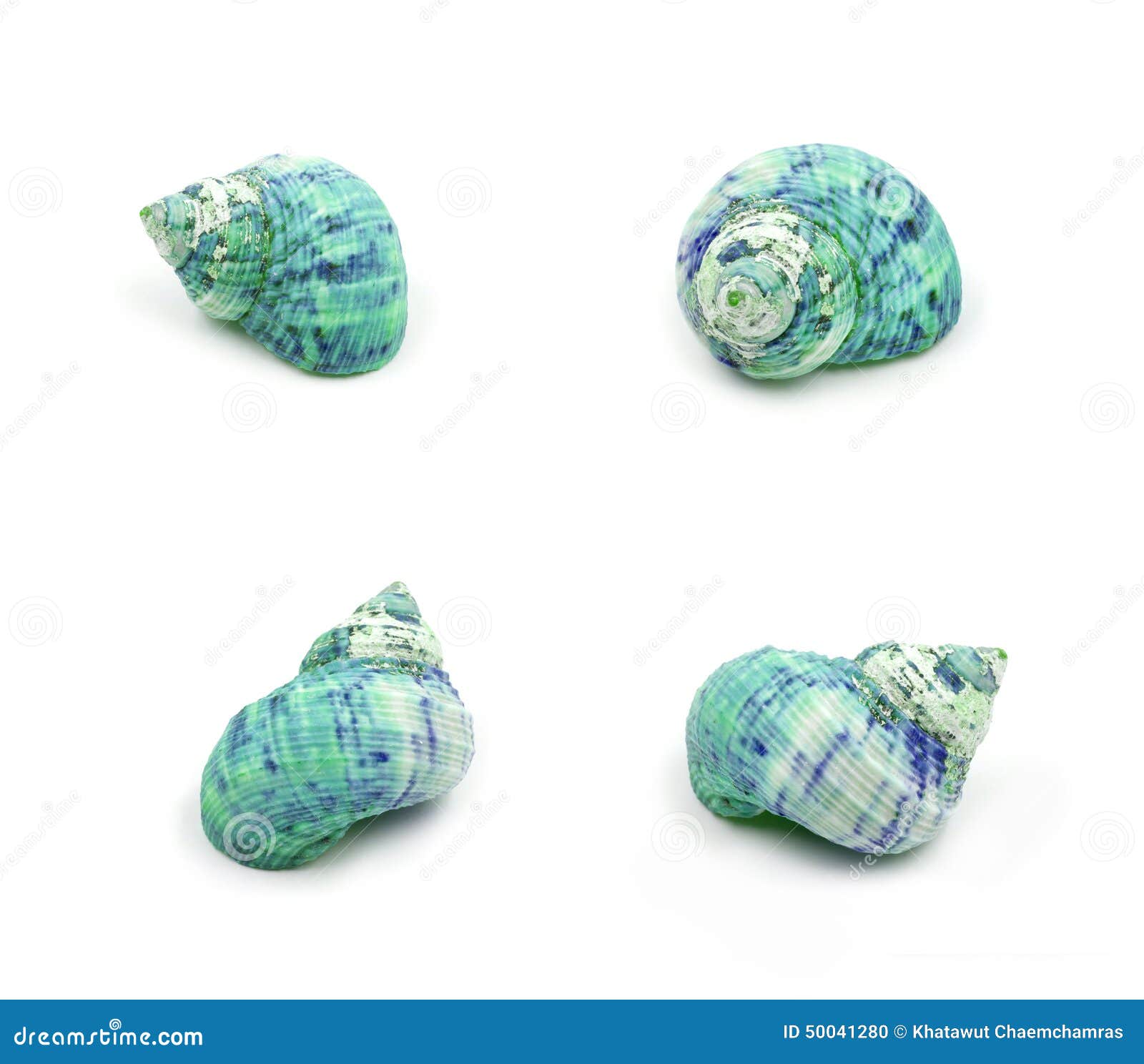 Blue Sea Shells on White Background Stock Photo - Image of blue, water ...