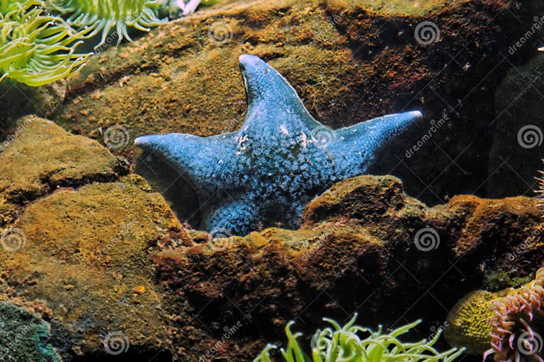 Blue Sea Star stock image. Image of aquarium, amazing - 11579675