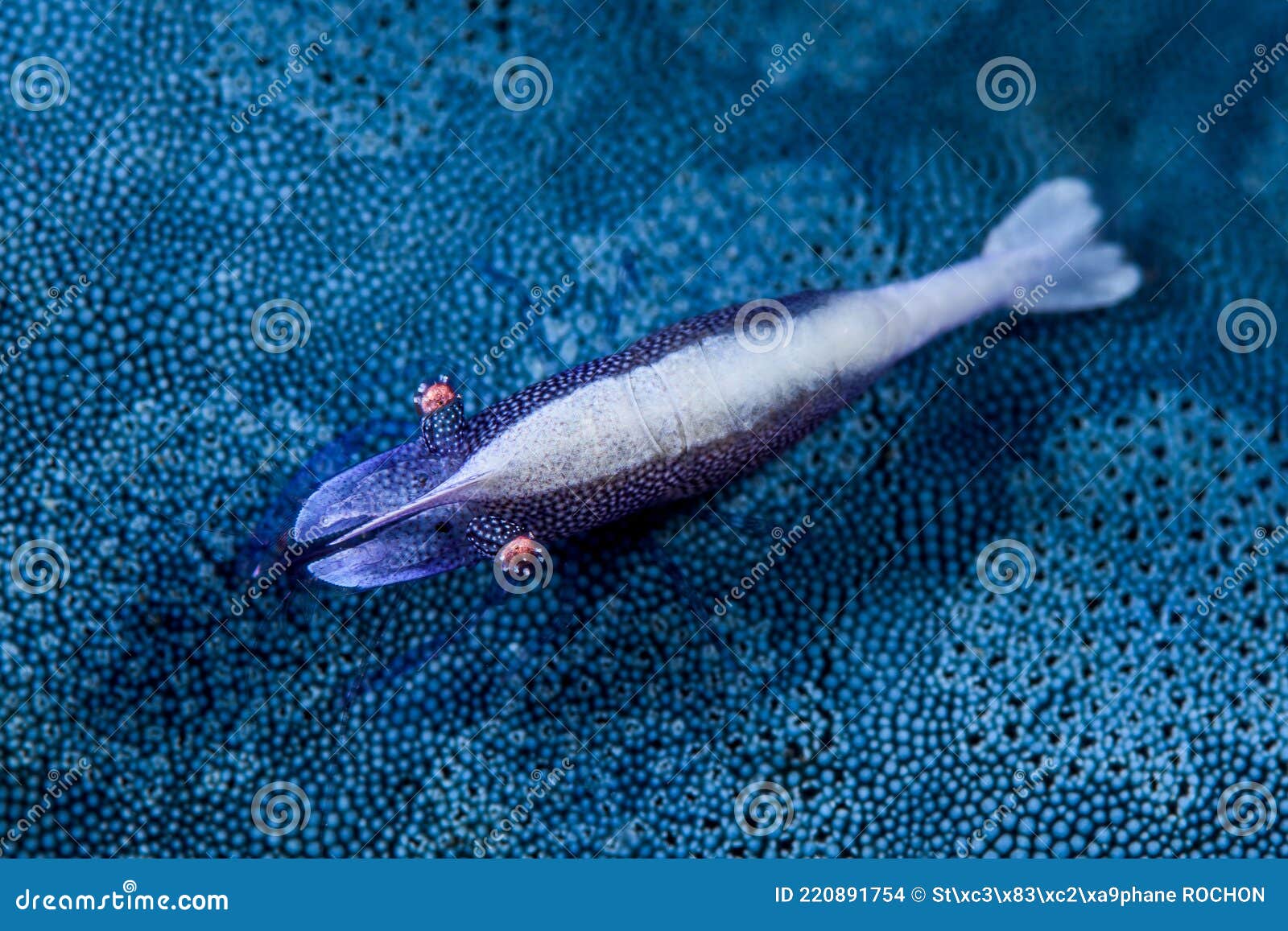 Blue sea star shrimp stock photo. Image of diving, lembeh - 220891754