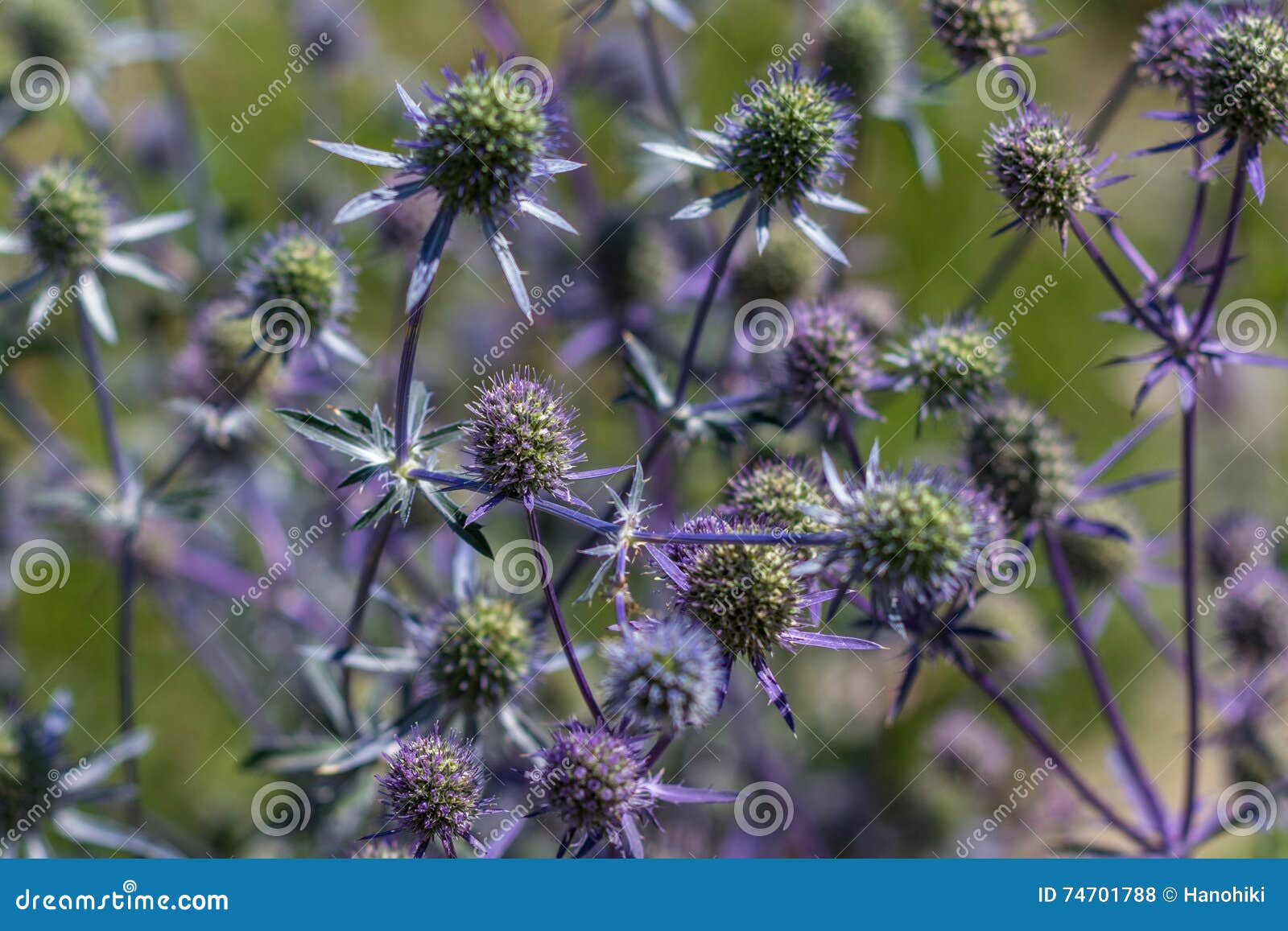 Blue Sea Thistle Flower / Sea Holly Stock Photo - Image of blossom ...