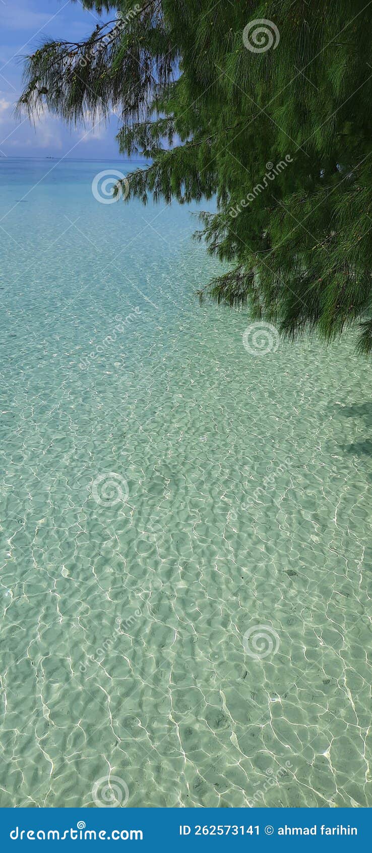 Blue Sea Water and Green Tree Stock Image - Image of tree, green: 262573141