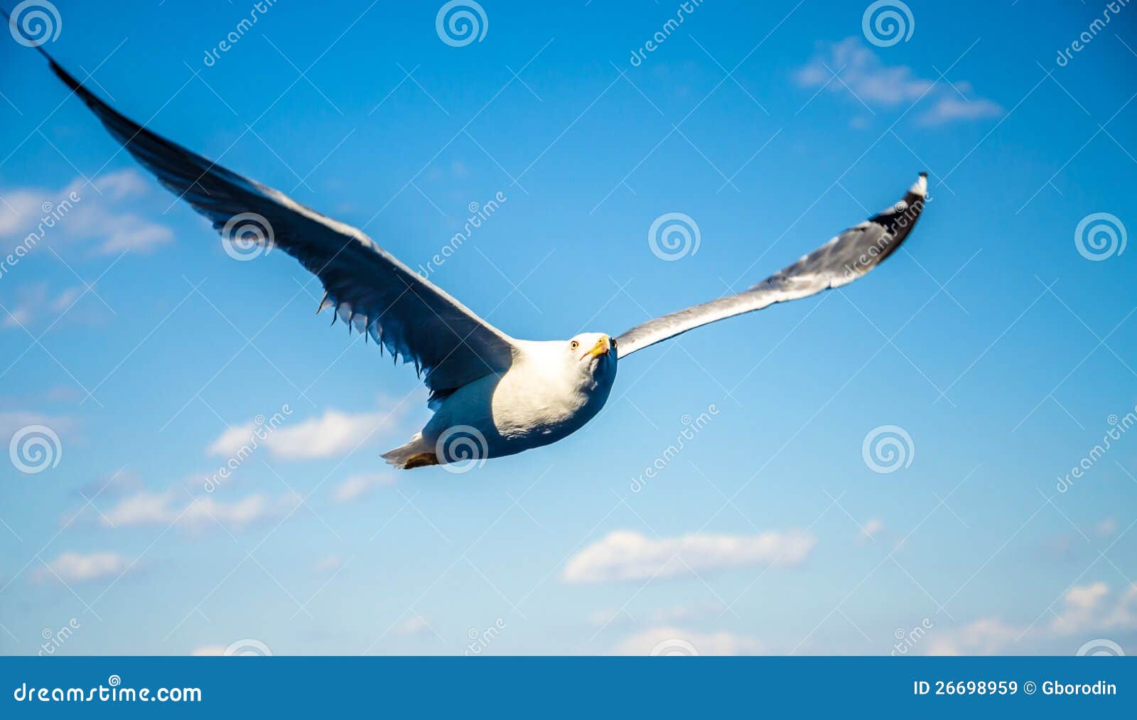 Blue seagull stock image. Image of glance, sweep, span - 26698959