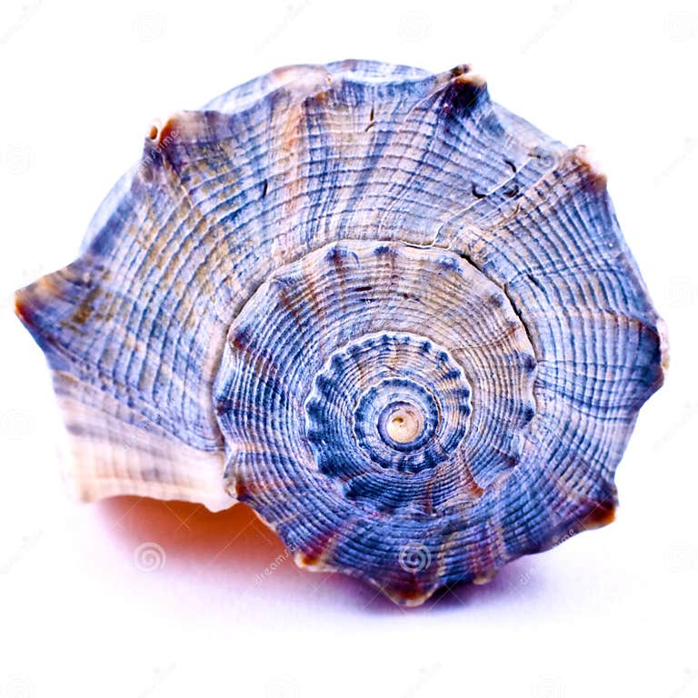 Blue Seashell stock photo. Image of marine, background - 12769122