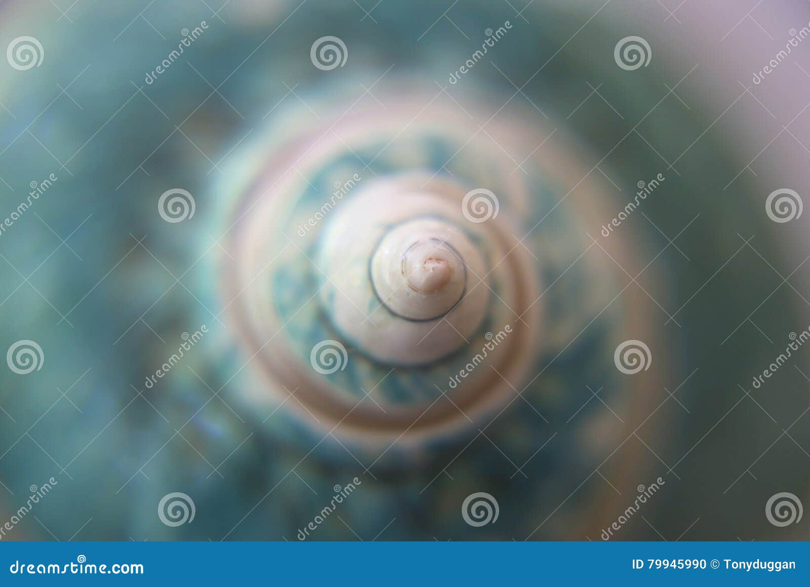 Blue Seashell stock photo. Image of life, water, marine - 79945990