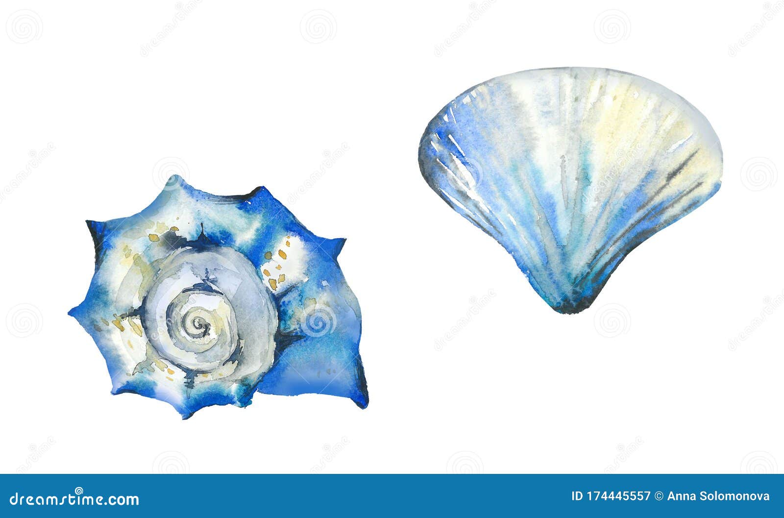 Blue Seashell Set. Watercolour Illustration Isolated on White. Stock ...