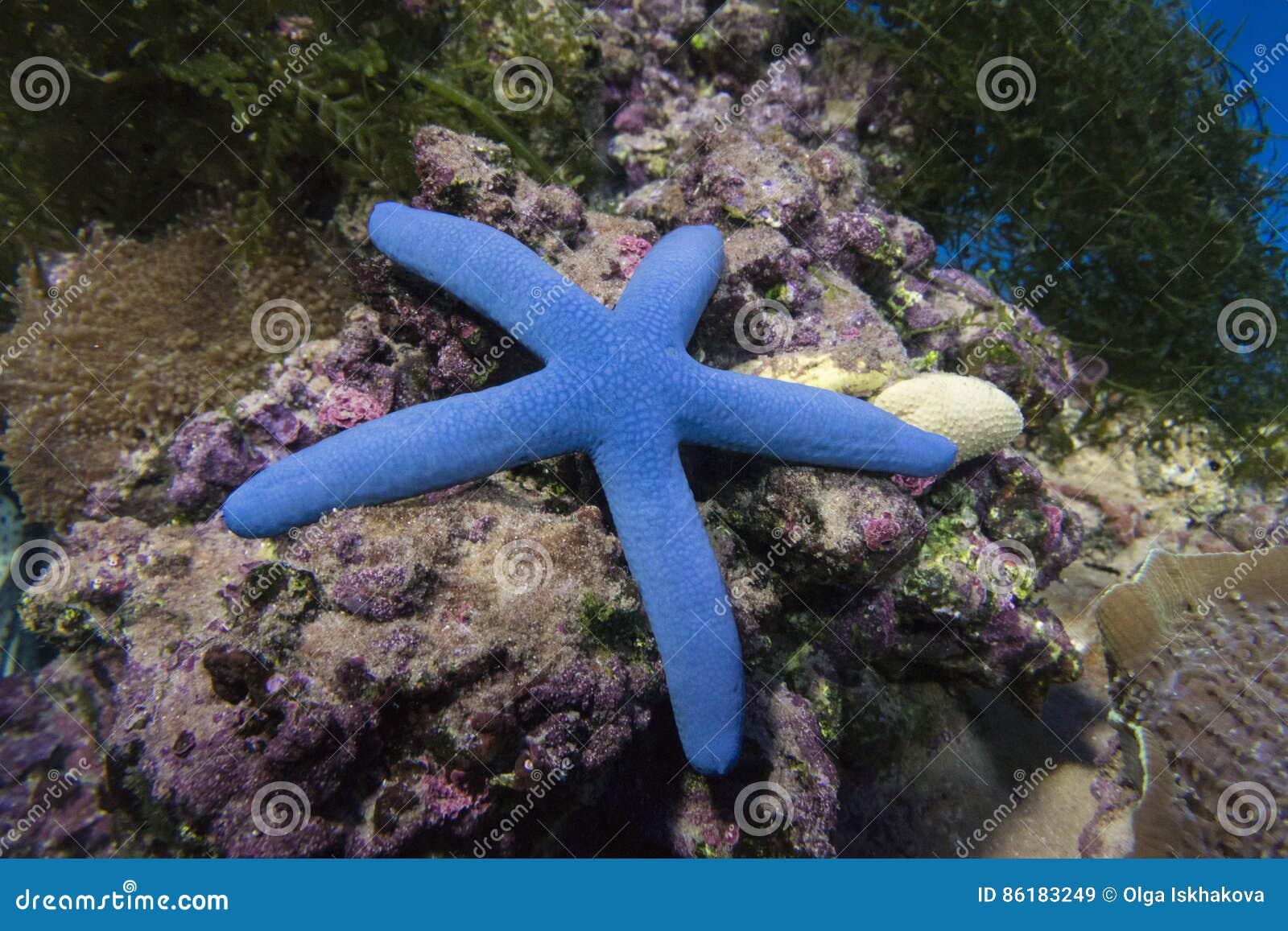 Blue Seastar Linkia Laevigate Stock Image - Image of colorful, algae ...