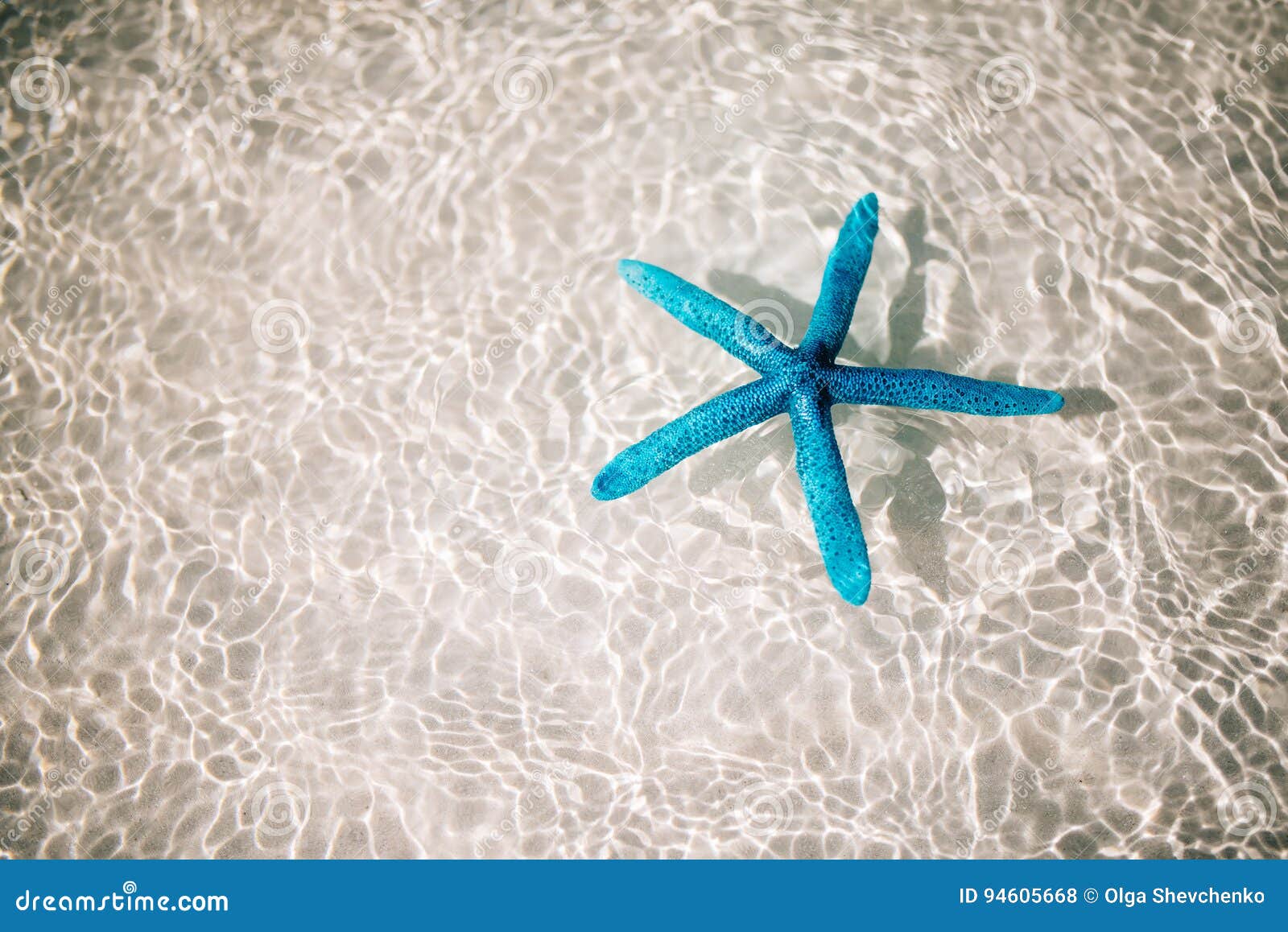 Blue seastar in the water stock photo. Image of starfish - 94605668