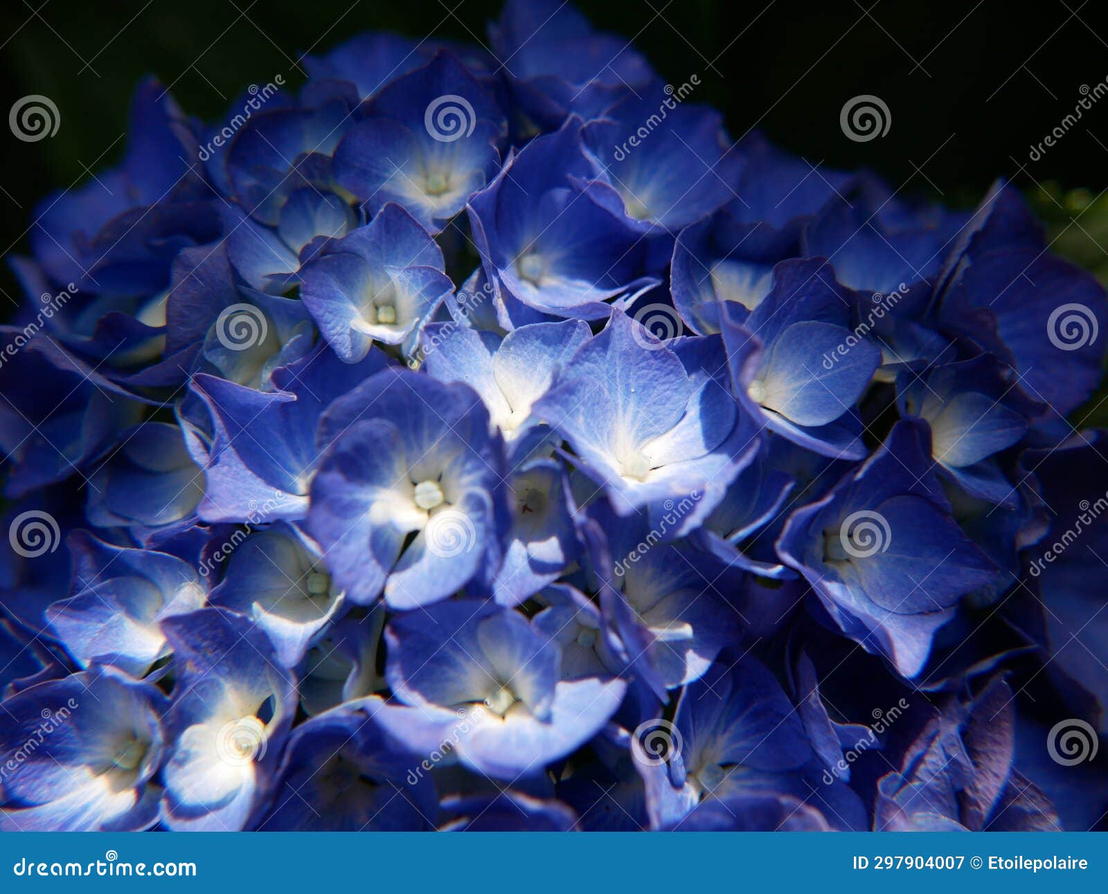 Blue Sepals of Hydrangea Macrophylla Flowers, Close Up Stock Image ...