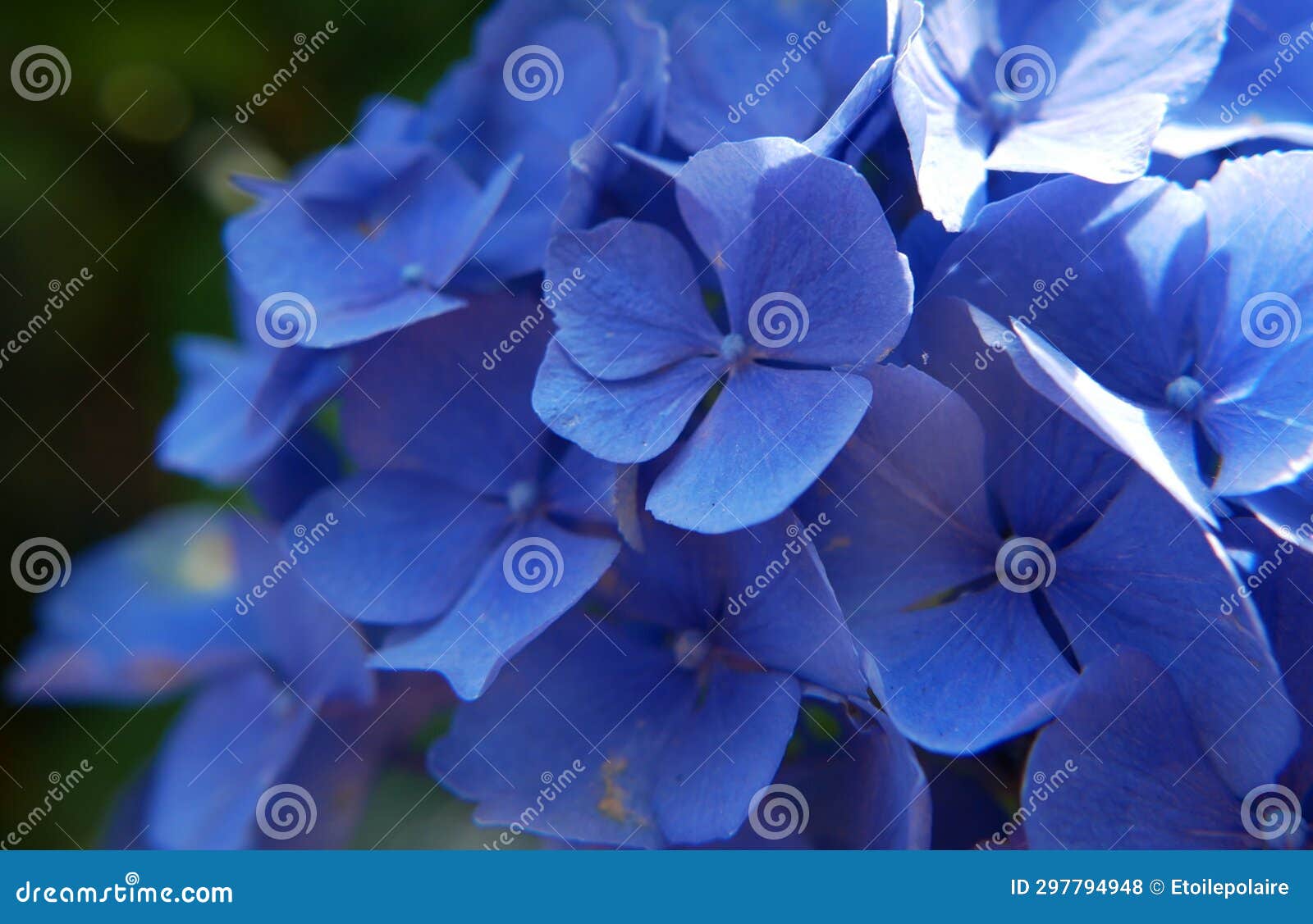 Blue Sepals of Hydrangea Macrophylla, or Lacecap Hydrangea Flowe Stock ...