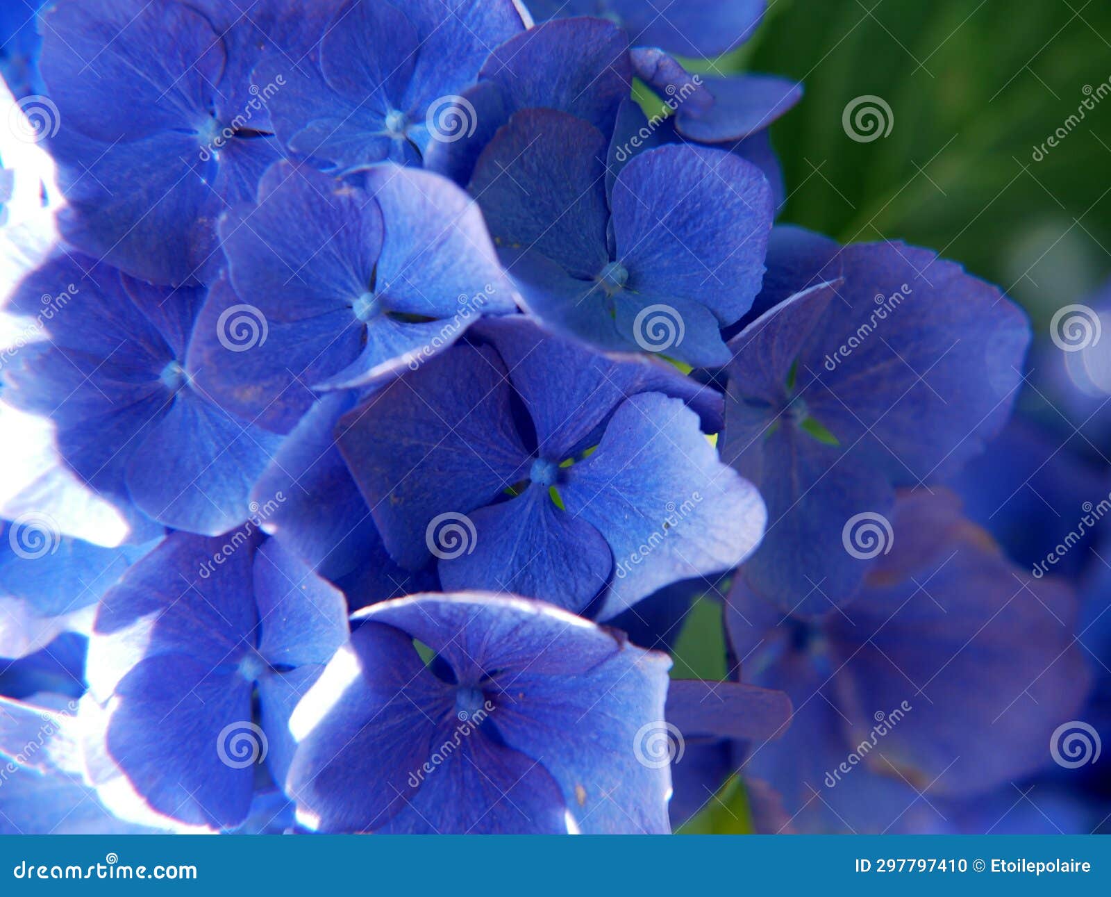 Blue Sepals of Hydrangea Macrophylla, or Lacecap Hydrangea Flower ...