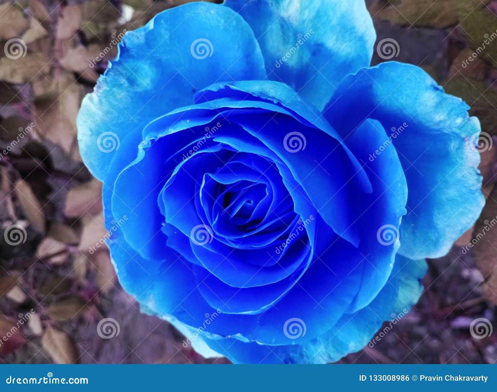 Blue shaded rose stock photo. Image of blue, anniversary - 133008986