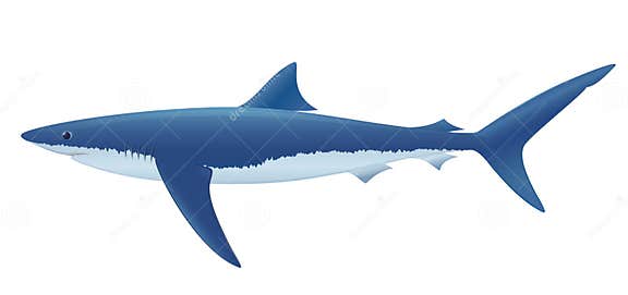 Blue Shark stock vector. Illustration of blue, fish, isolated - 17280671
