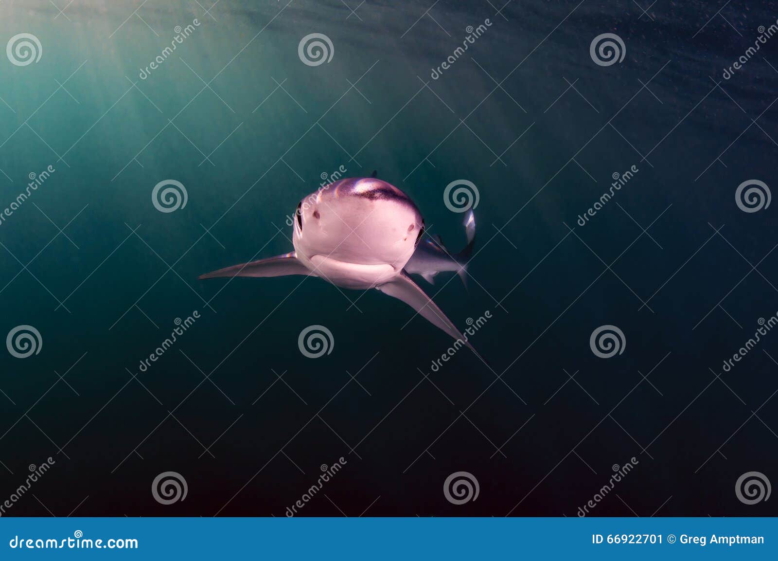 Blue Shark stock image. Image of california, life, fins - 66922701