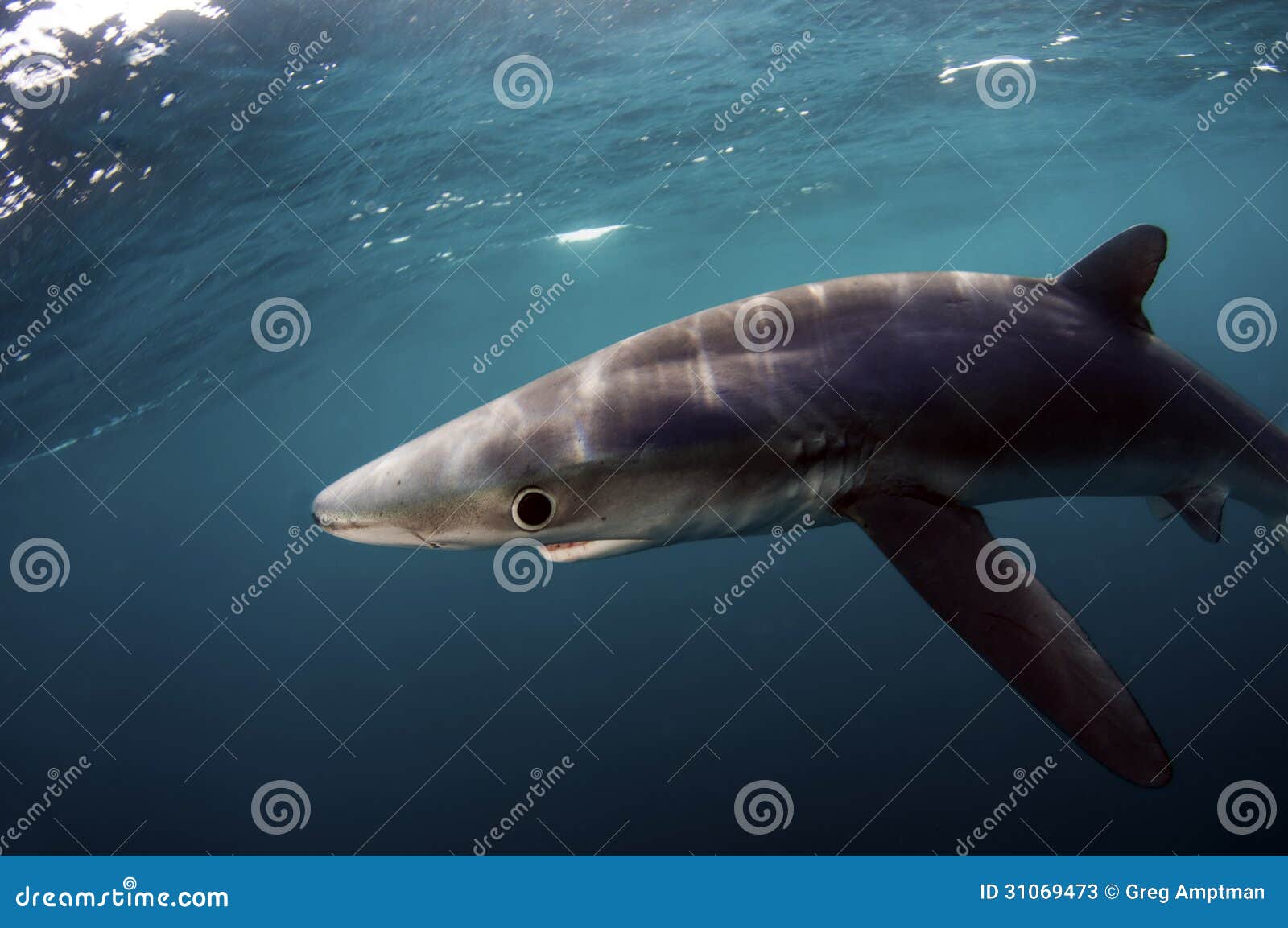 Blue Shark stock image. Image of marine, ocean, life - 31069473