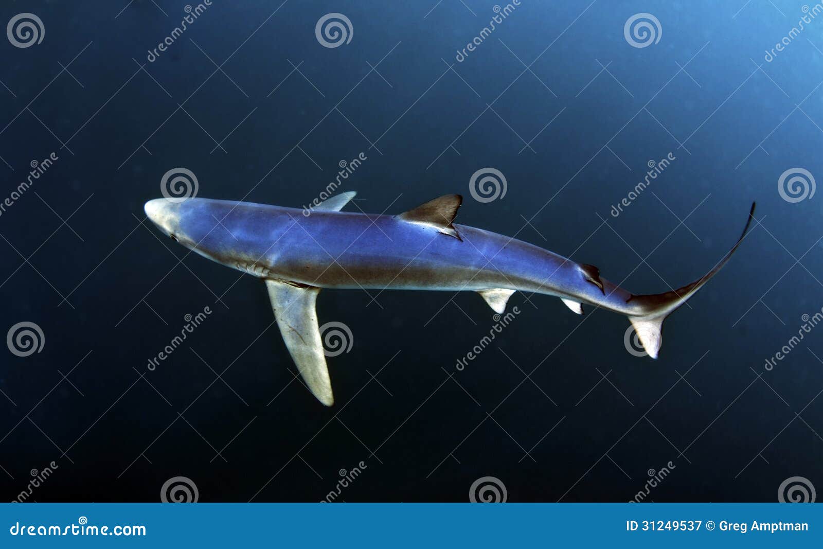 Blue Shark stock image. Image of california, saltwater - 31249537