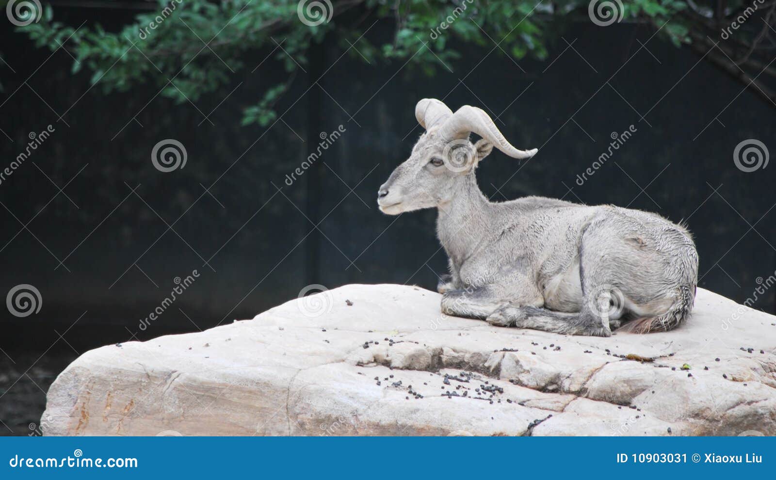 Blue sheep stock image. Image of bharal, wool, rock, sheep - 10903031