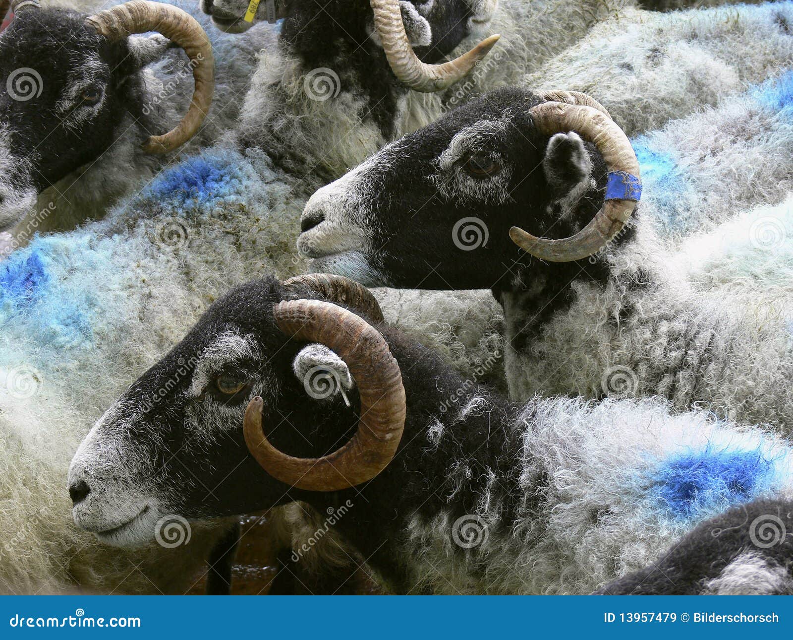Blue sheep heads stock image. Image of agricultural, agriculture - 13957479