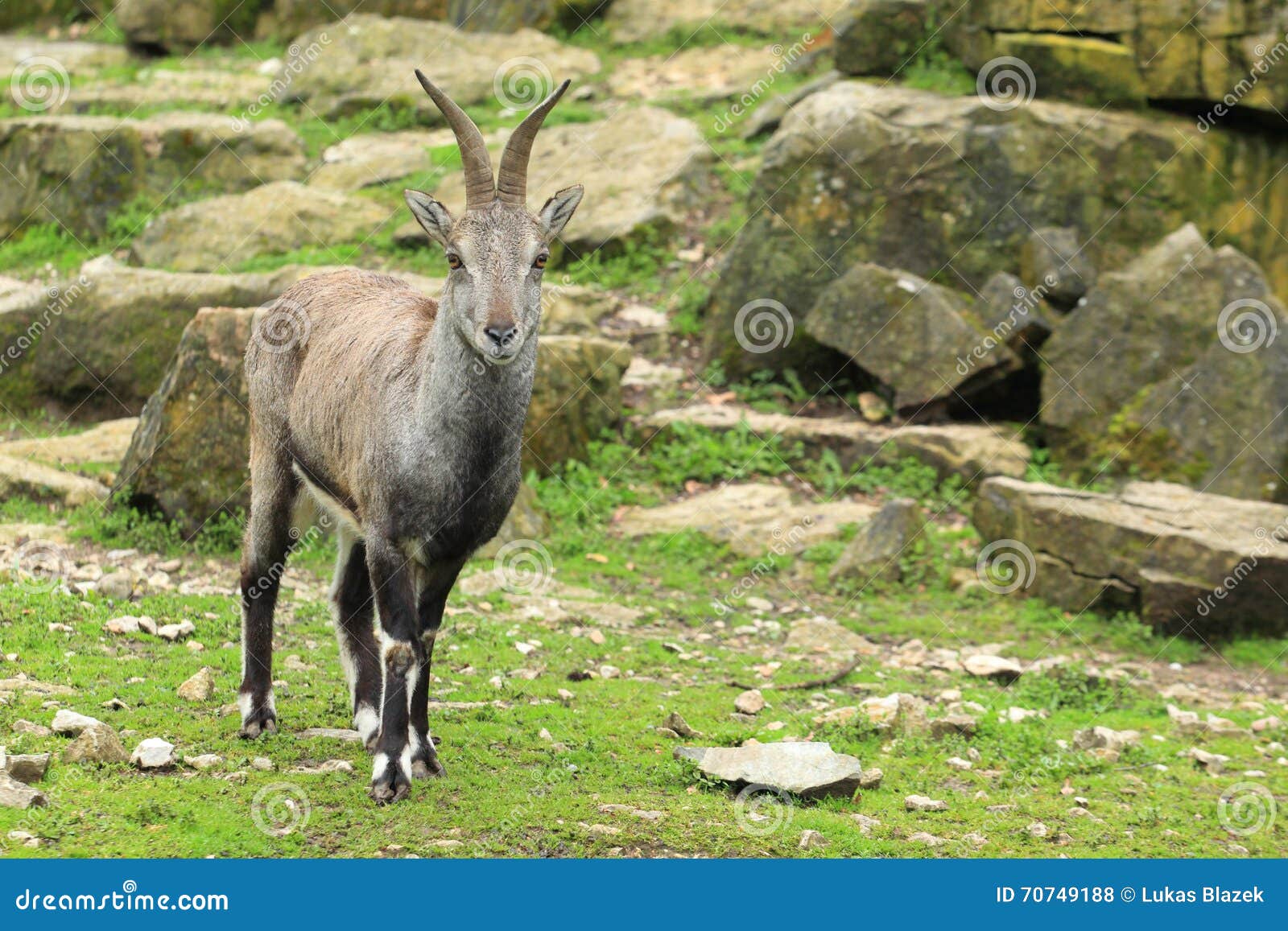 Blue Sheep And Lamb With Shrub In The Foreground That Live In Padmaja ...