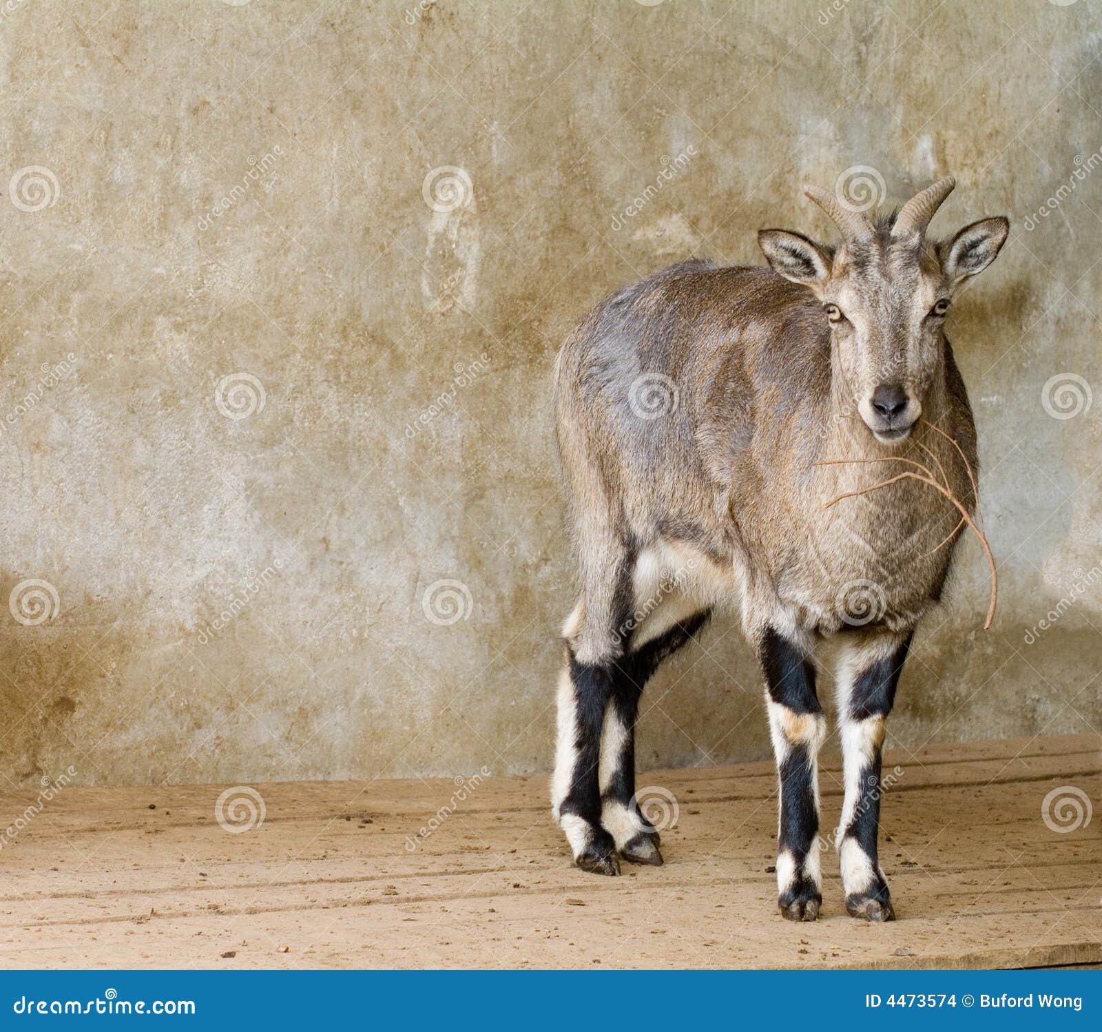 Blue Sheep And Lamb With Shrub In The Foreground That Live In Padmaja ...