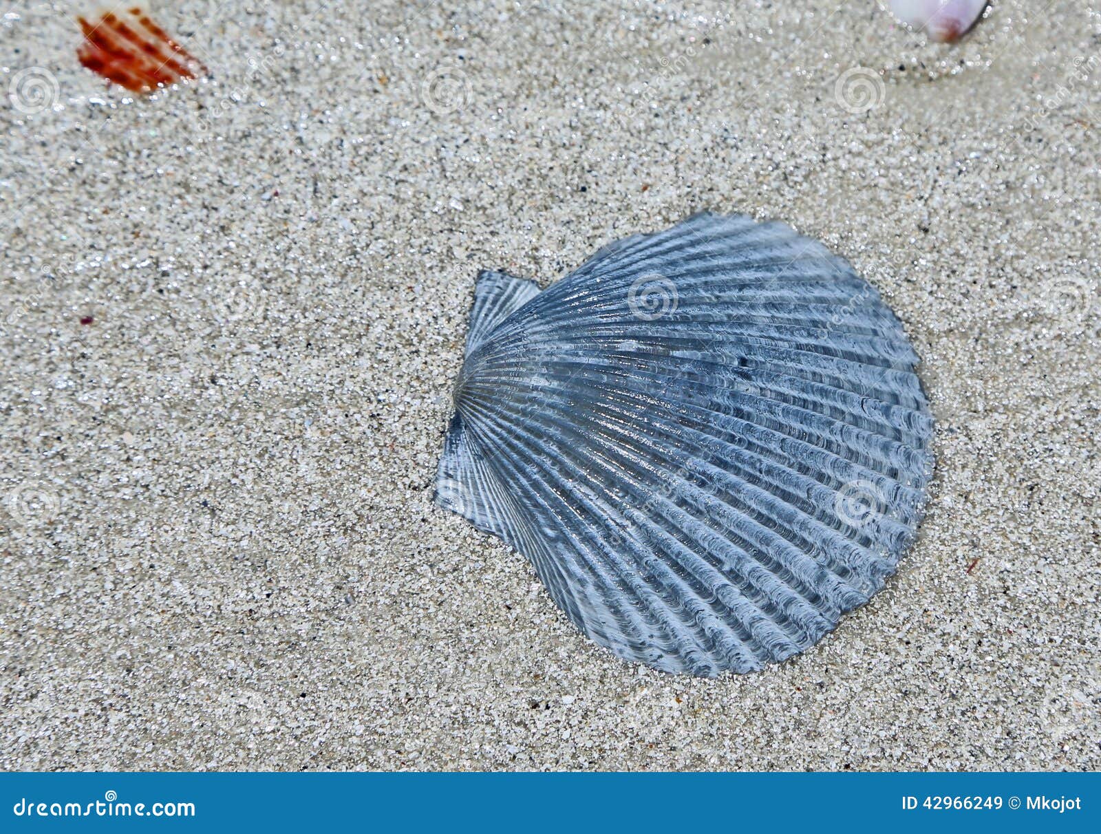 The blue shell stock image. Image of details, tropical - 42966249